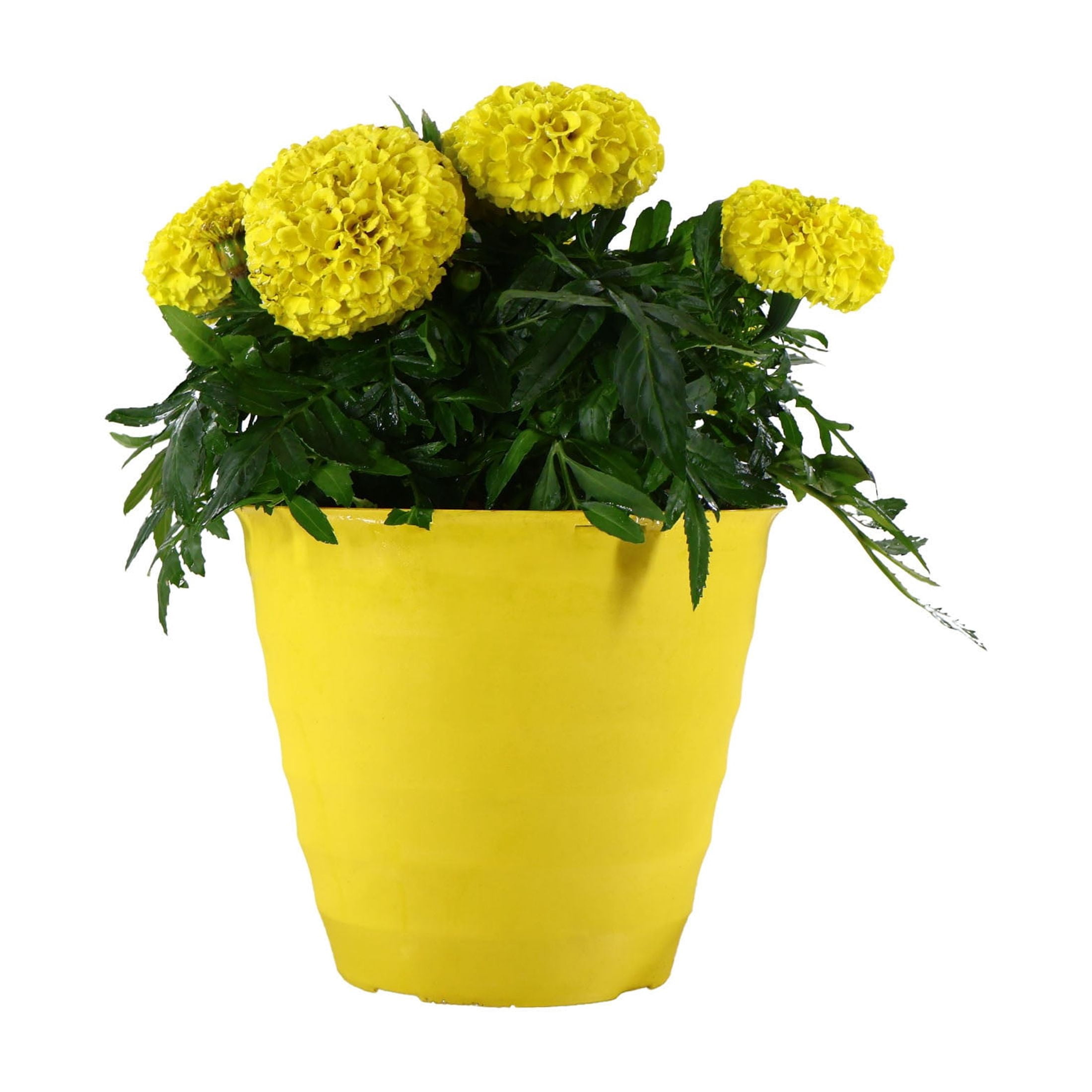 Expert Gardener 3QT Yellow Marigold Hybrid Live Plants Decorative Pot ...