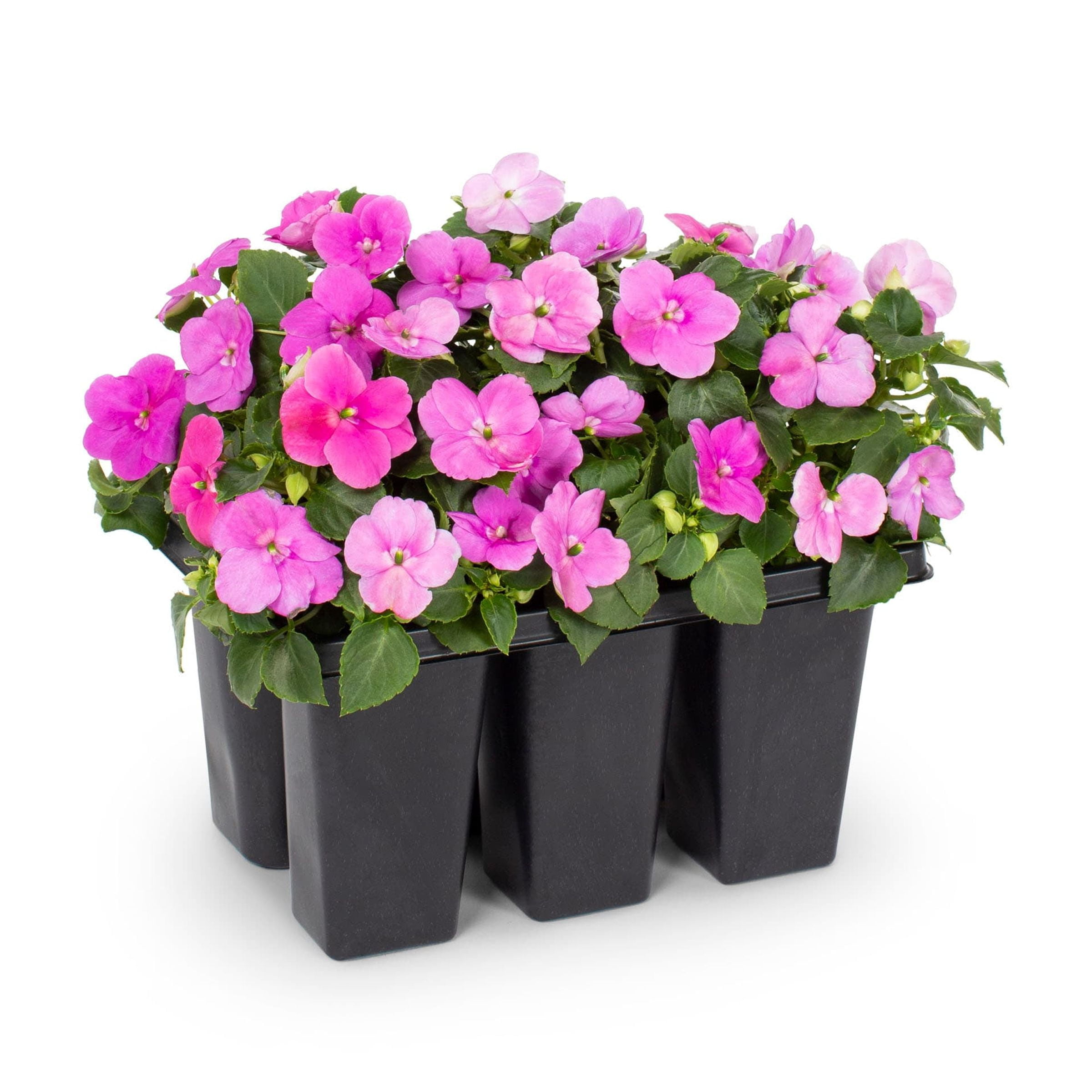 Expert Gardener 6 Pack Multicolor Impatiens Orange Parfait Mix Live ...