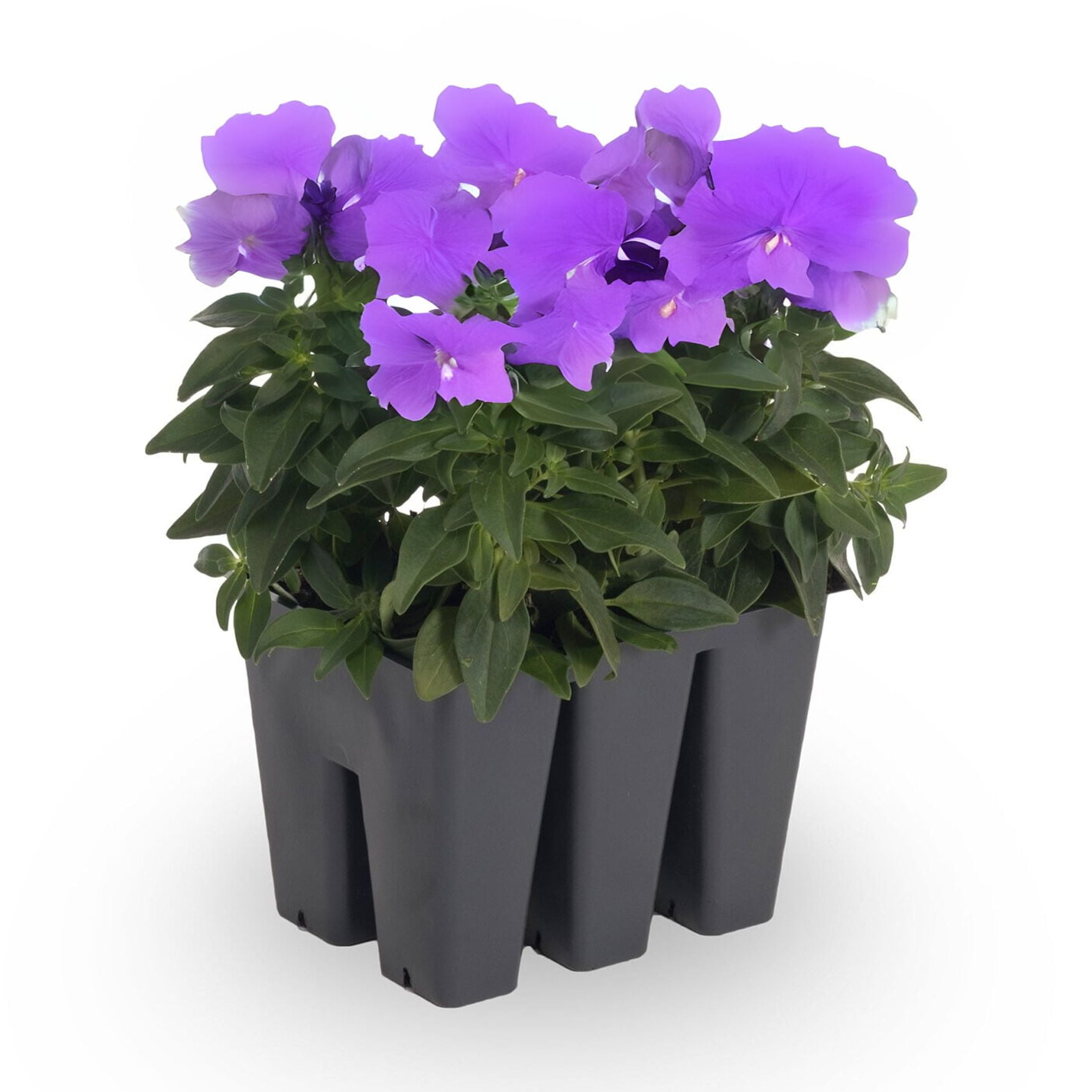 Expert Gardener 6 Pack Violet Snapdragon Live Plant Grower Pot Full Sun ...