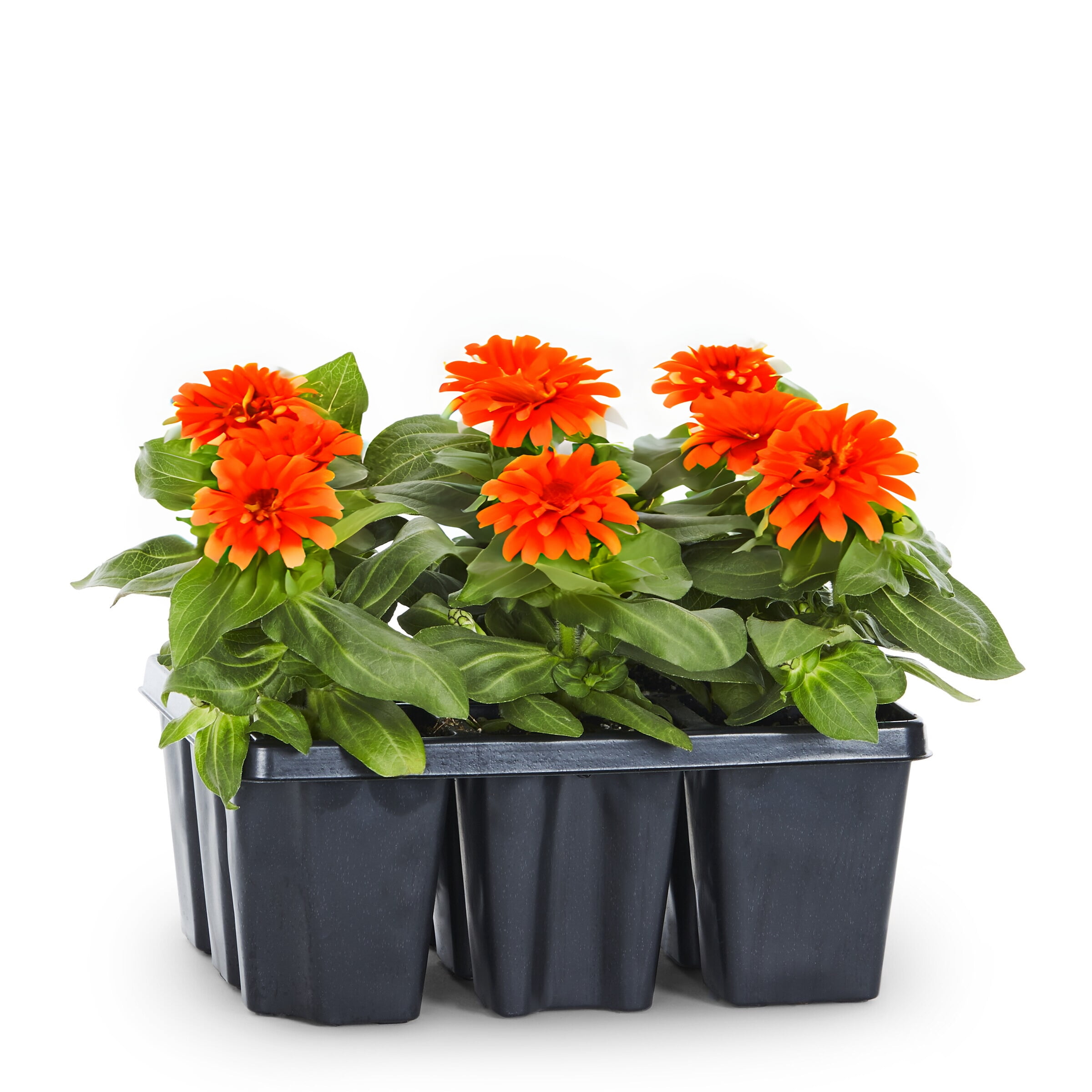 Expert Gardener 6 Pack Zinnia Fire Live Plant Grower Pot Full Sun ...
