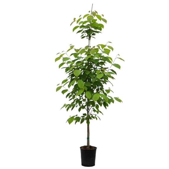 Expert Gardener 4-5' Dogwood Scarlet Fire™ in 2 gal. Grower Pot ...