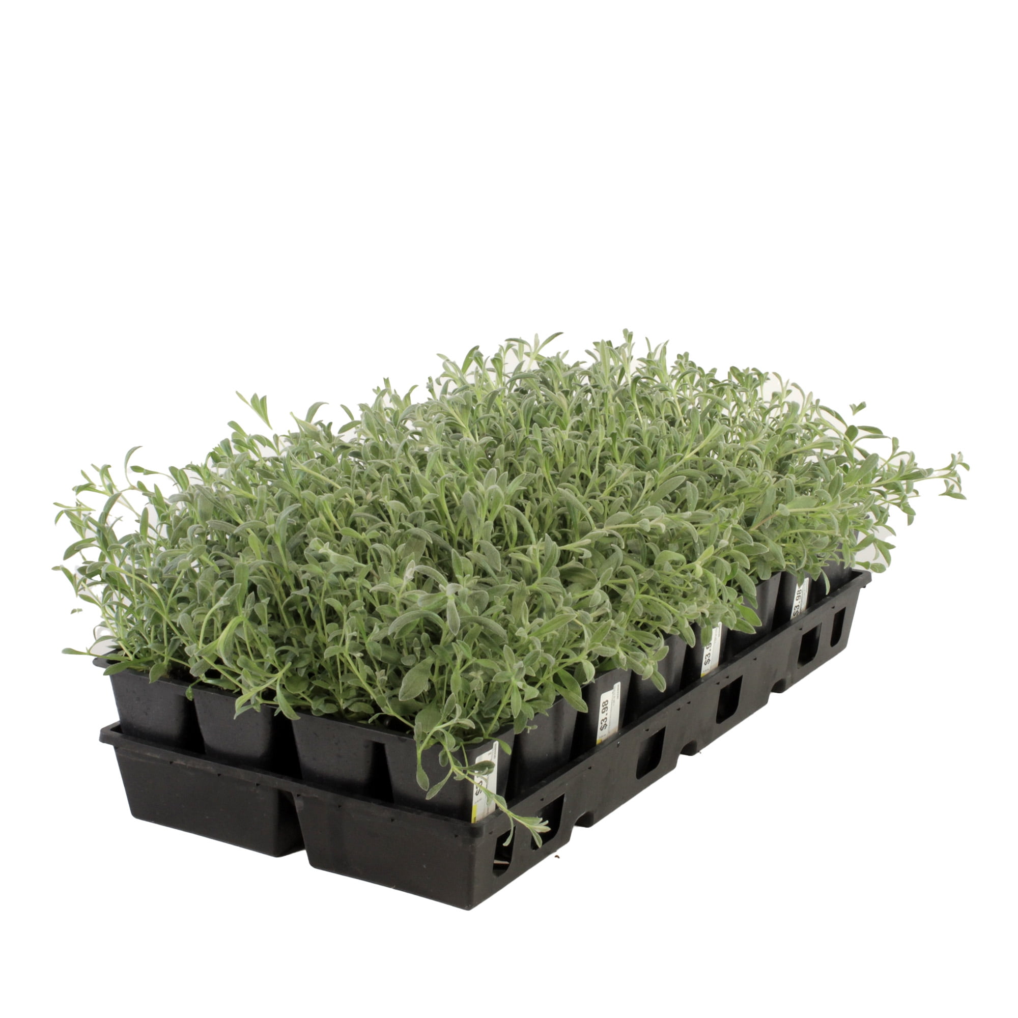 Expert Gardener 4 Pack Alyssum White Annuals Outdoor Live Plants Full Sun - 1 Count - Walmart.com