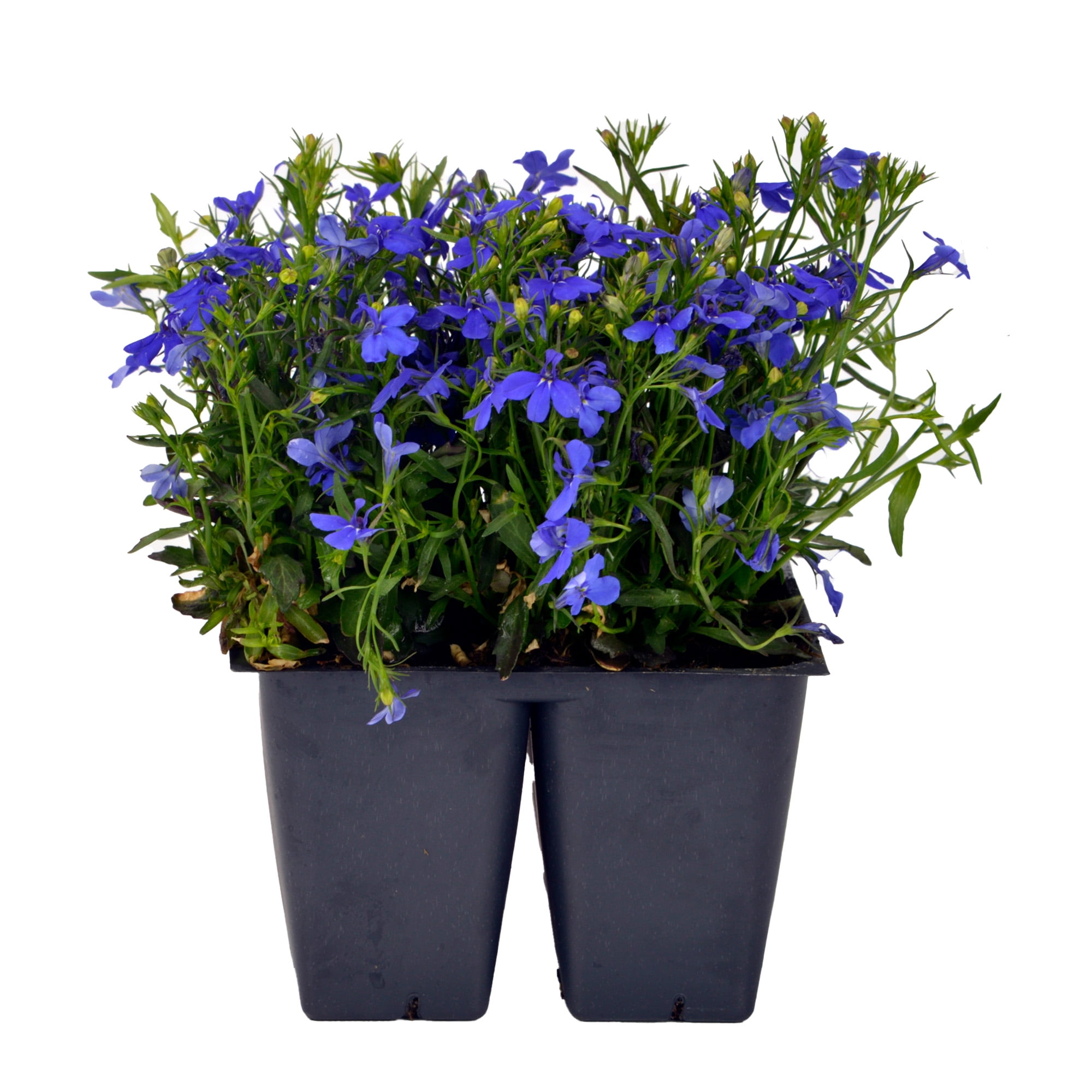 Expert Gardener - 4 Pack Blue Lobelia Annual Flowers - Outdoor Live ...