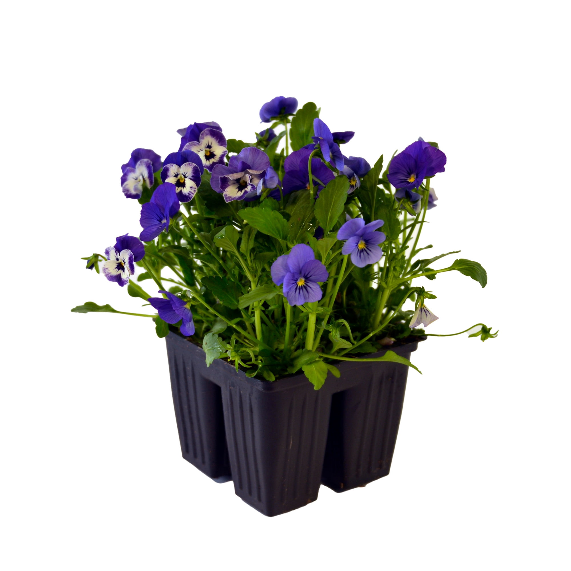 Expert Gardener - 4 Pack Blue Purple Viola Annual Flowers - Outdoor ...
