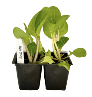 Expert Gardener 4 Pack Bok Choy Toy Choi Edible Vegetable, Pack, Live ...