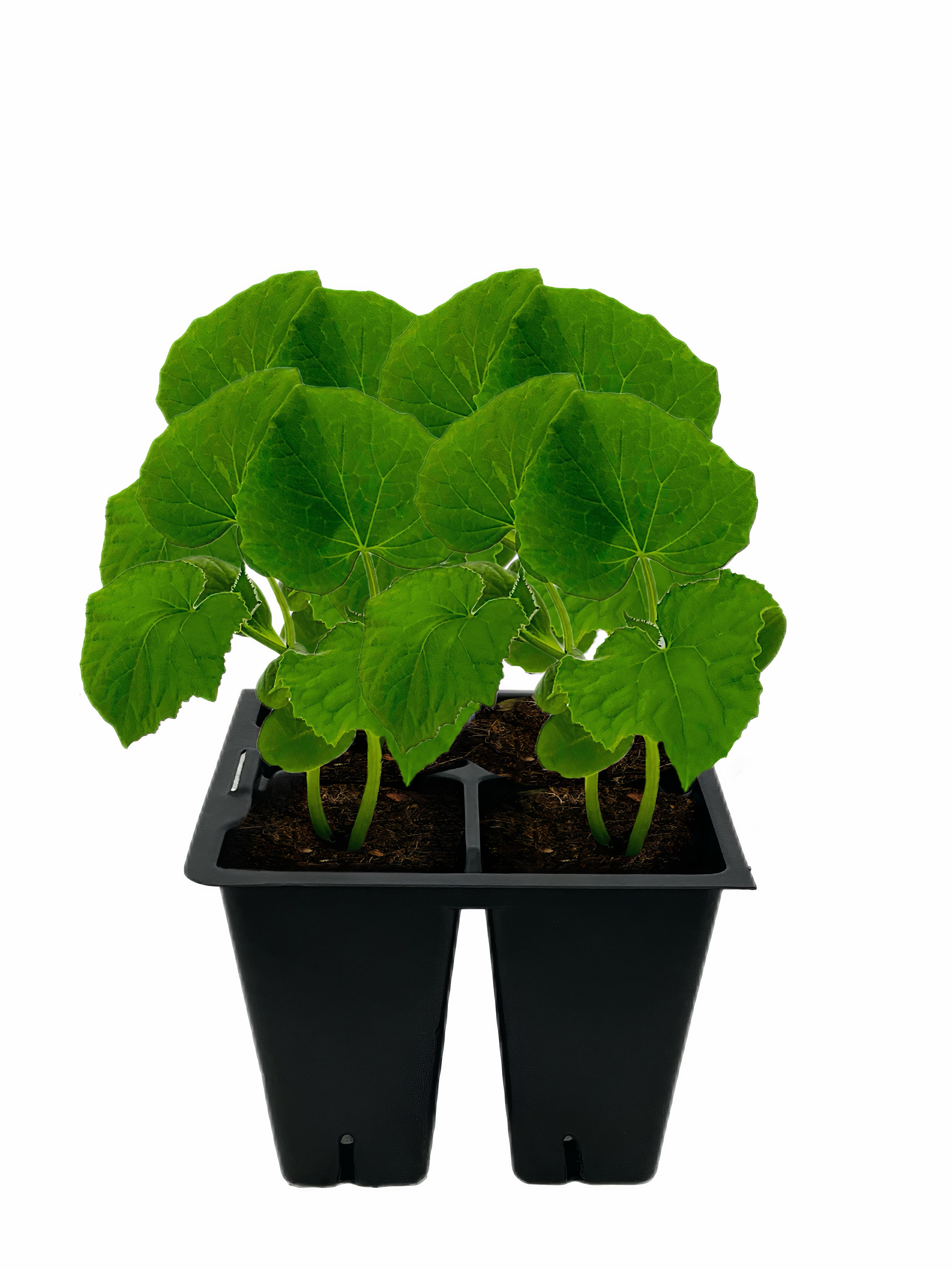 Expert Gardener (4 Pack) Cucumber Straight Eight Live Plant Grower Pot ...