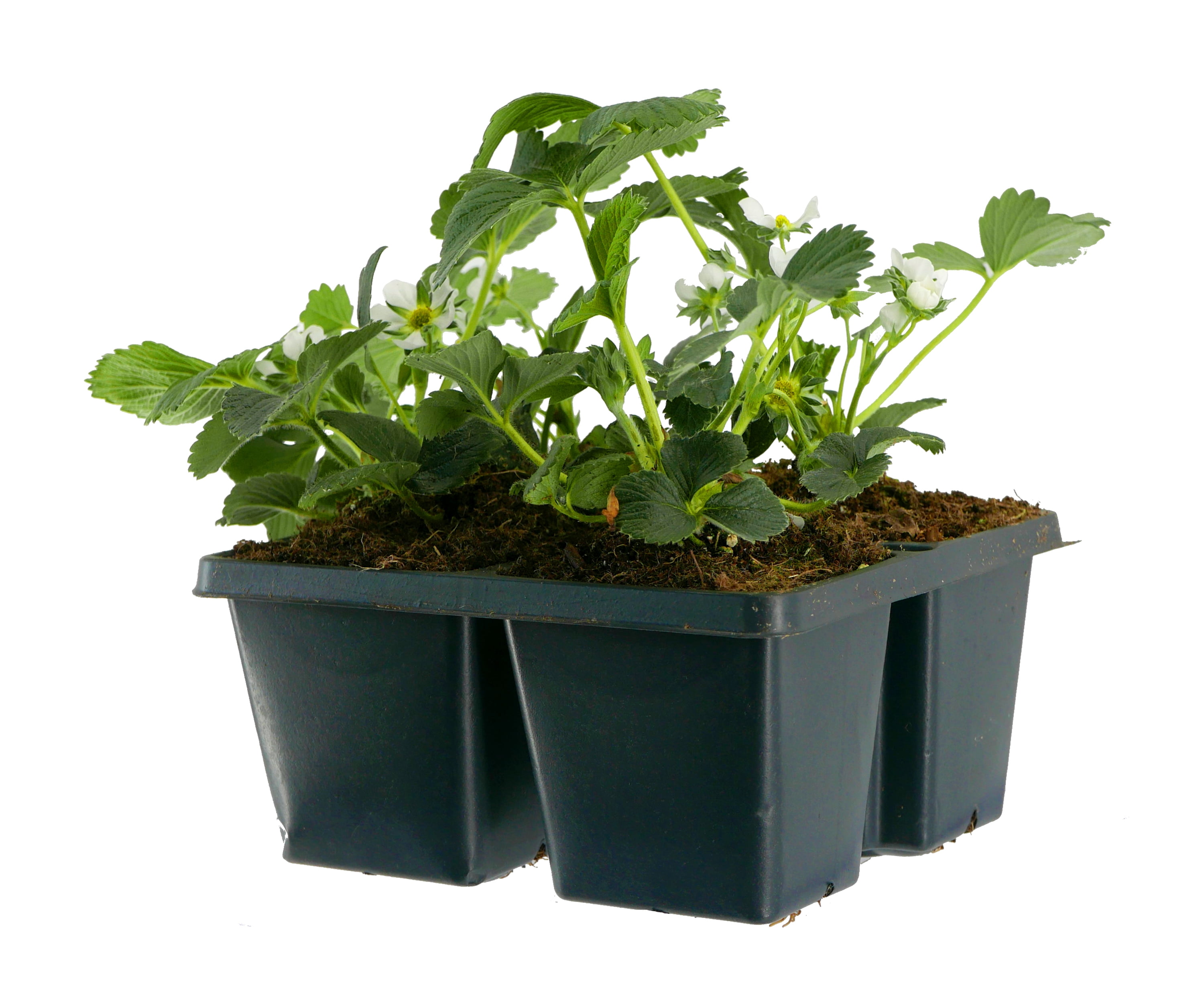 Expert Gardener 4 Pack Edible White Strawberry "Hula Berry" Annual ...