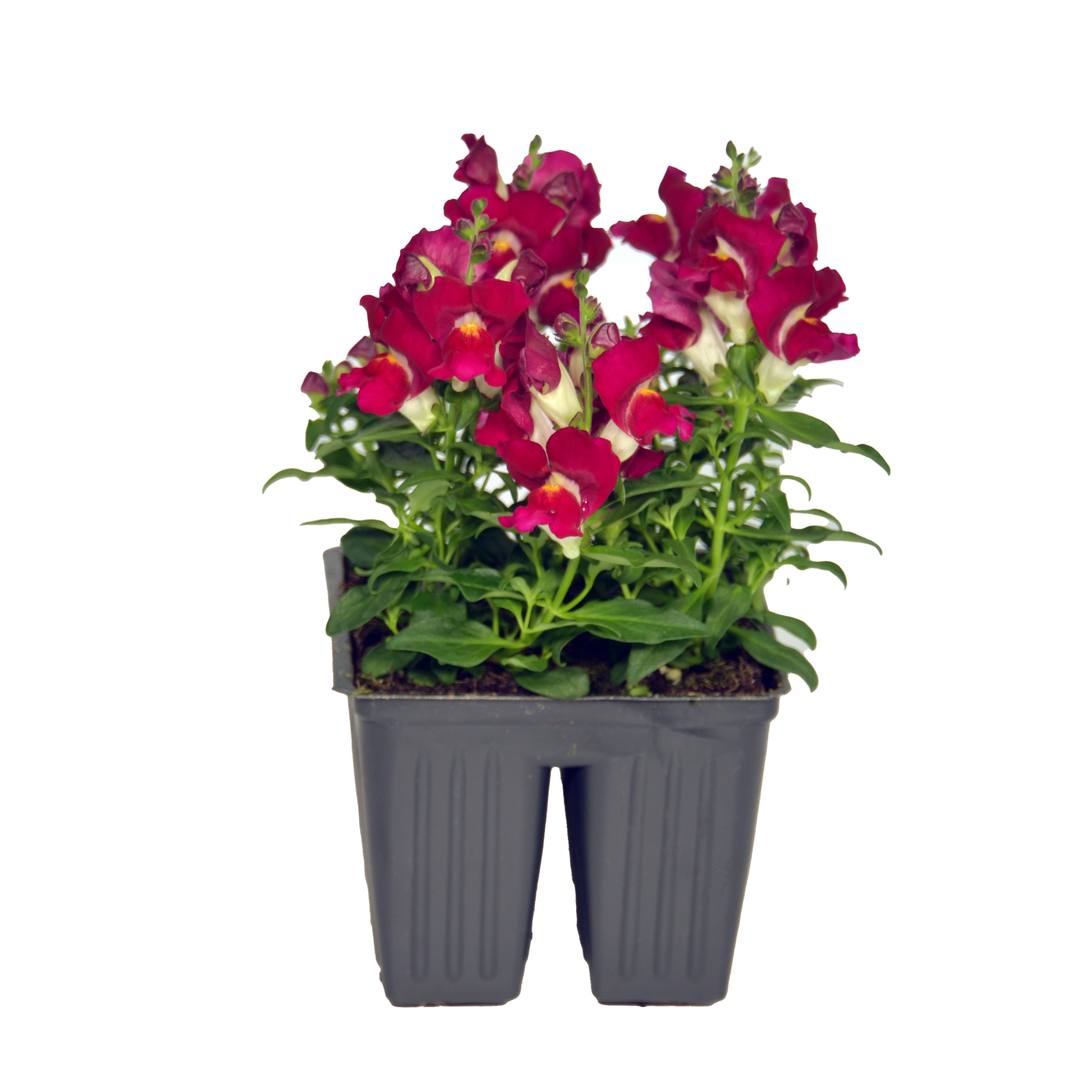 Expert Gardener - 4 Pack Multicolor Snapdragon Annual Plant Assortment ...