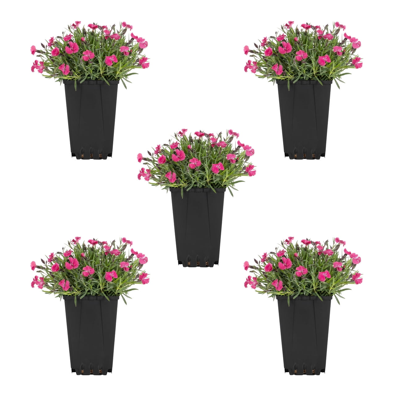 Expert Gardener 1.5PT Pink Dianthus Live Perennial Plant Sun 5-Pack ...