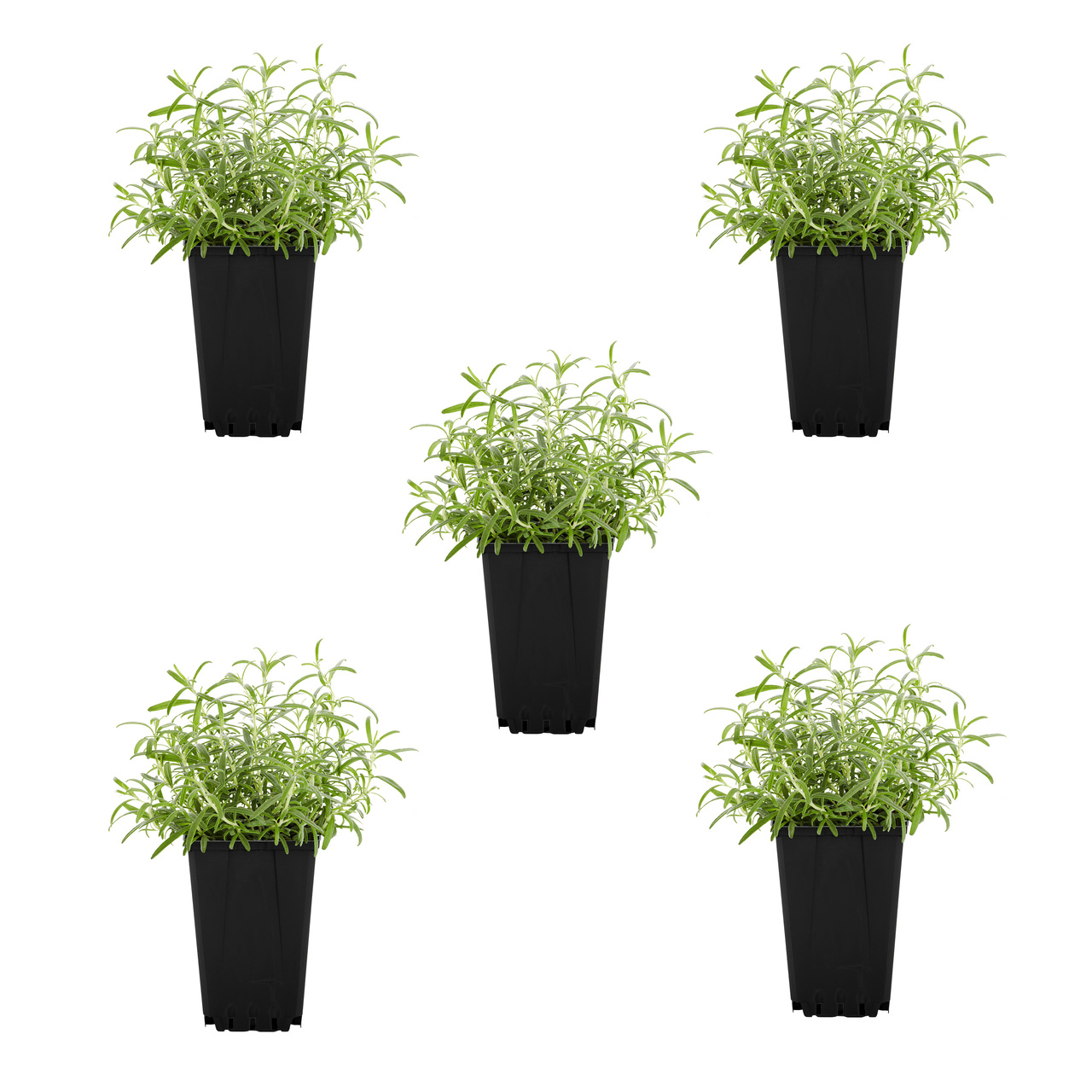 Live Rosemary Tree Topiary - 6 1/2" Pot - Walmart.com