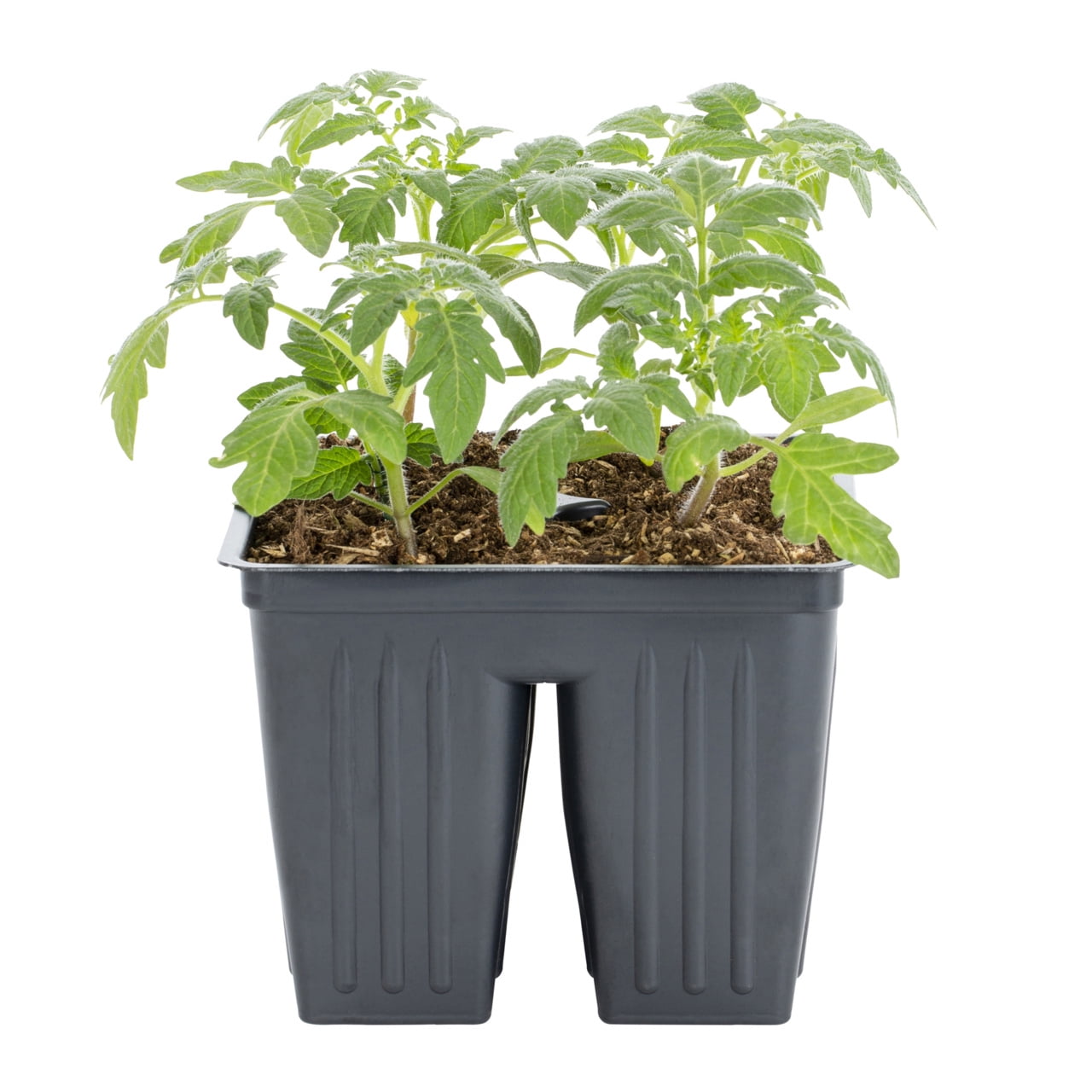 Expert Gardener 4 Pack Big Beef Plus Tomato Plants, Full Sun - Walmart.com