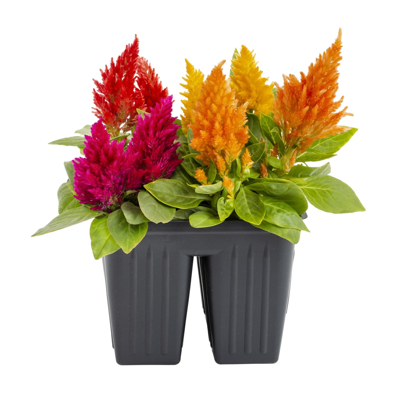 Expert Gardener 4PK Celosia Mix Annual Plant Sun - Walmart.com