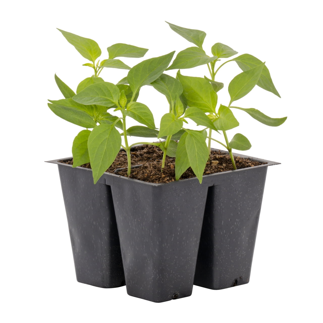 Expert Gardener 4 Pack Jalafuego Jalapeno Pepper Plants, Full Sun ...