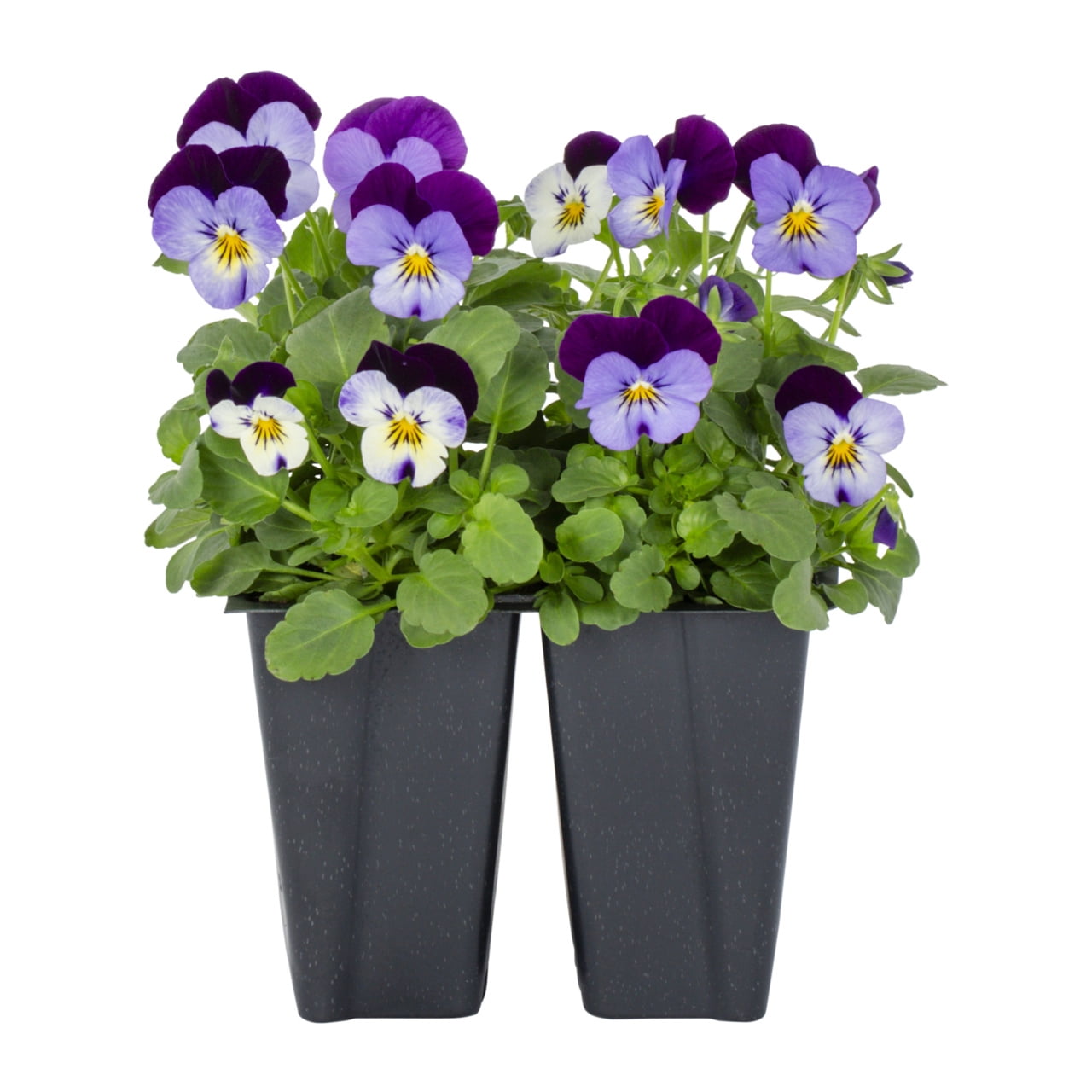 Expert Gardener 4PK Multicolor Viola Live Plants with Grower Pack ...