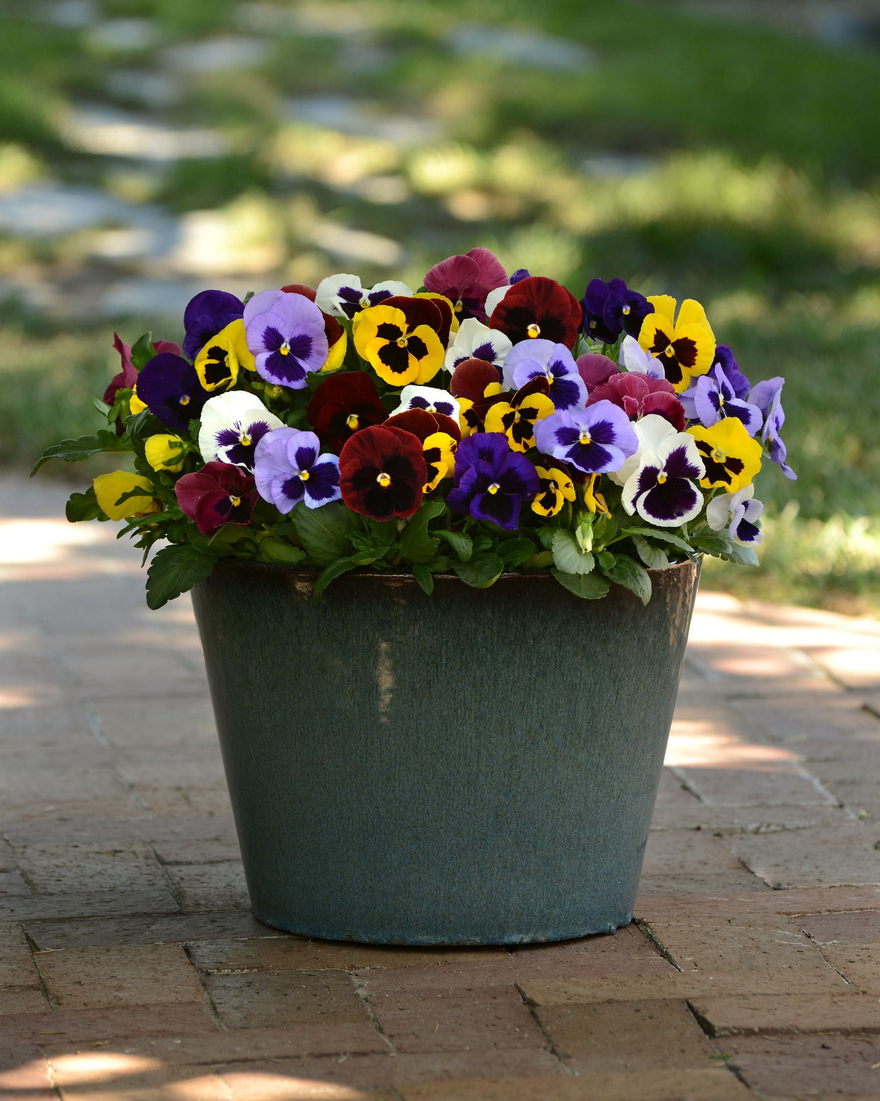 Expert Gardener 4PK Pansy, Annual Packs, Full Sun Plant - Walmart ...