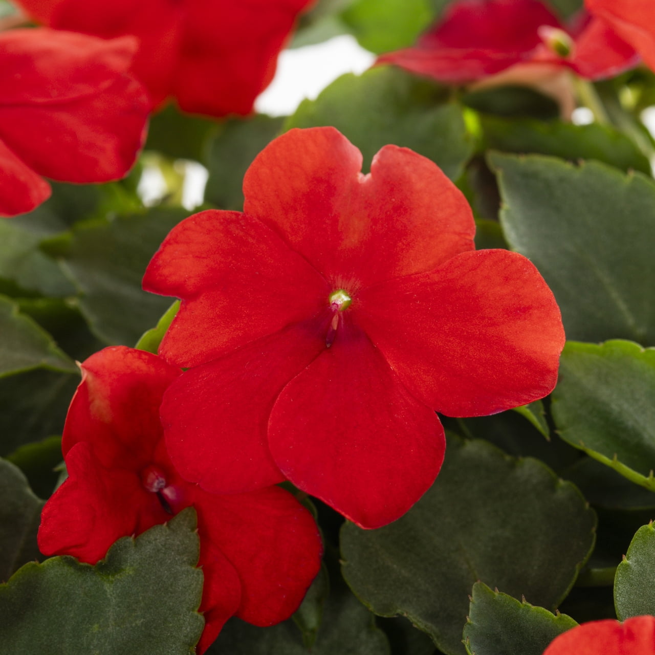 Expert Gardener 4PK Red Impatiens Annual Plant Shade - Walmart.com