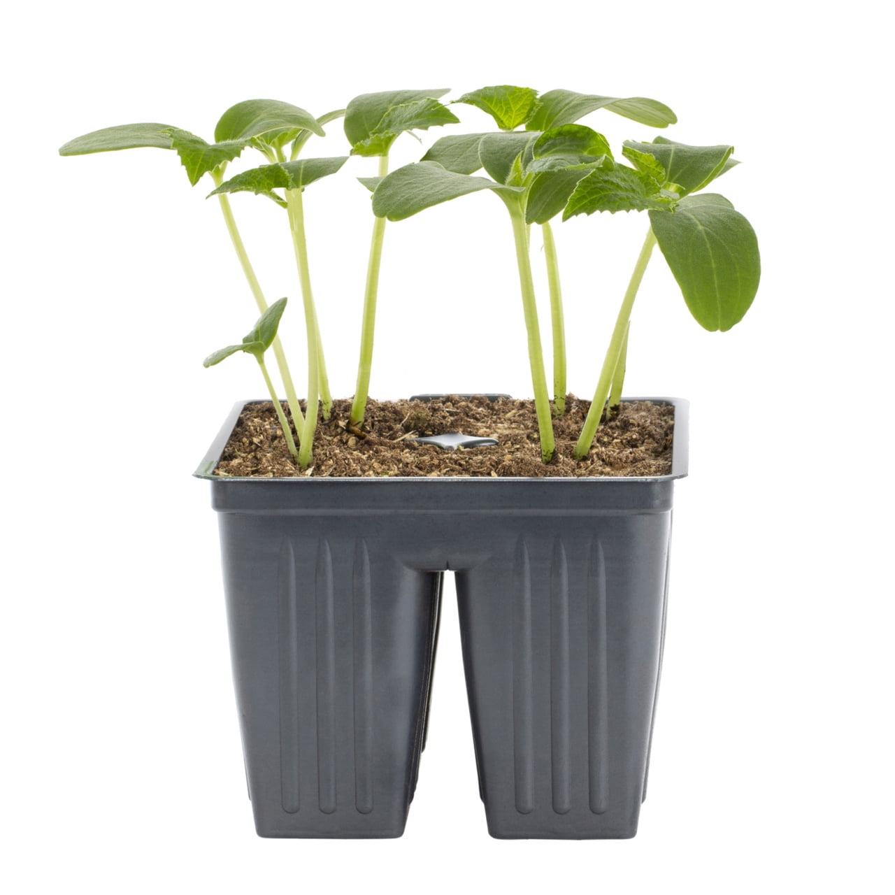 Expert Gardener 4 Pack Tasty Green Cucumber Plants, Full Sun - Walmart.com