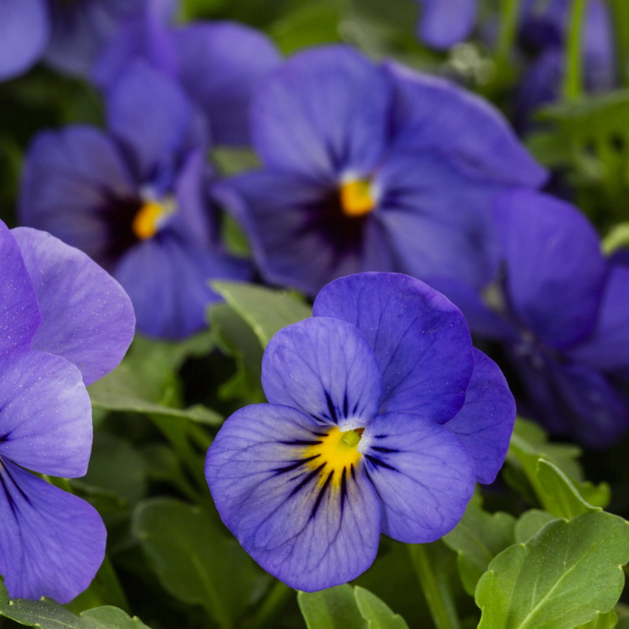 Expert Gardener 4Pack Blue Viola Live Annual Plant Full Sun - Walmart.com