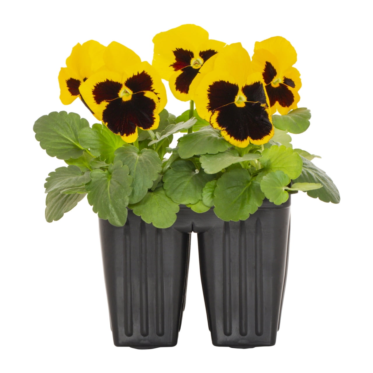 Expert Gardener 4-Pack Yellow Pansy Live Annual Plant Sun - Walmart.com