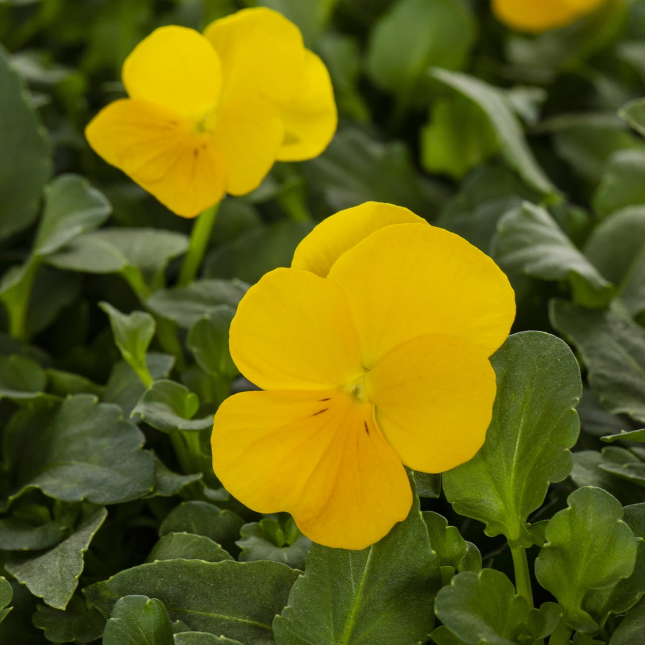 Expert Gardener 4-Pack Yellow Viola Live Annual Plant Full Sun ...