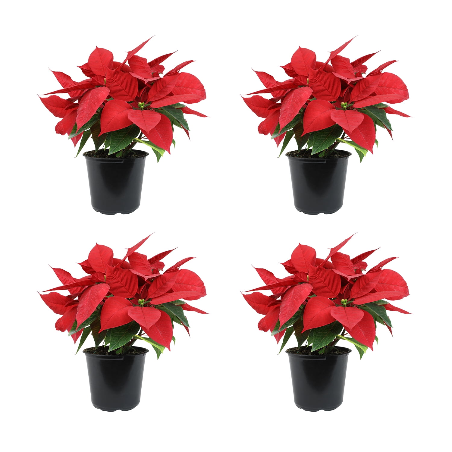 Expert Gardener Live Poinsettia Flowers 4-pack, Christmas Holiday ...