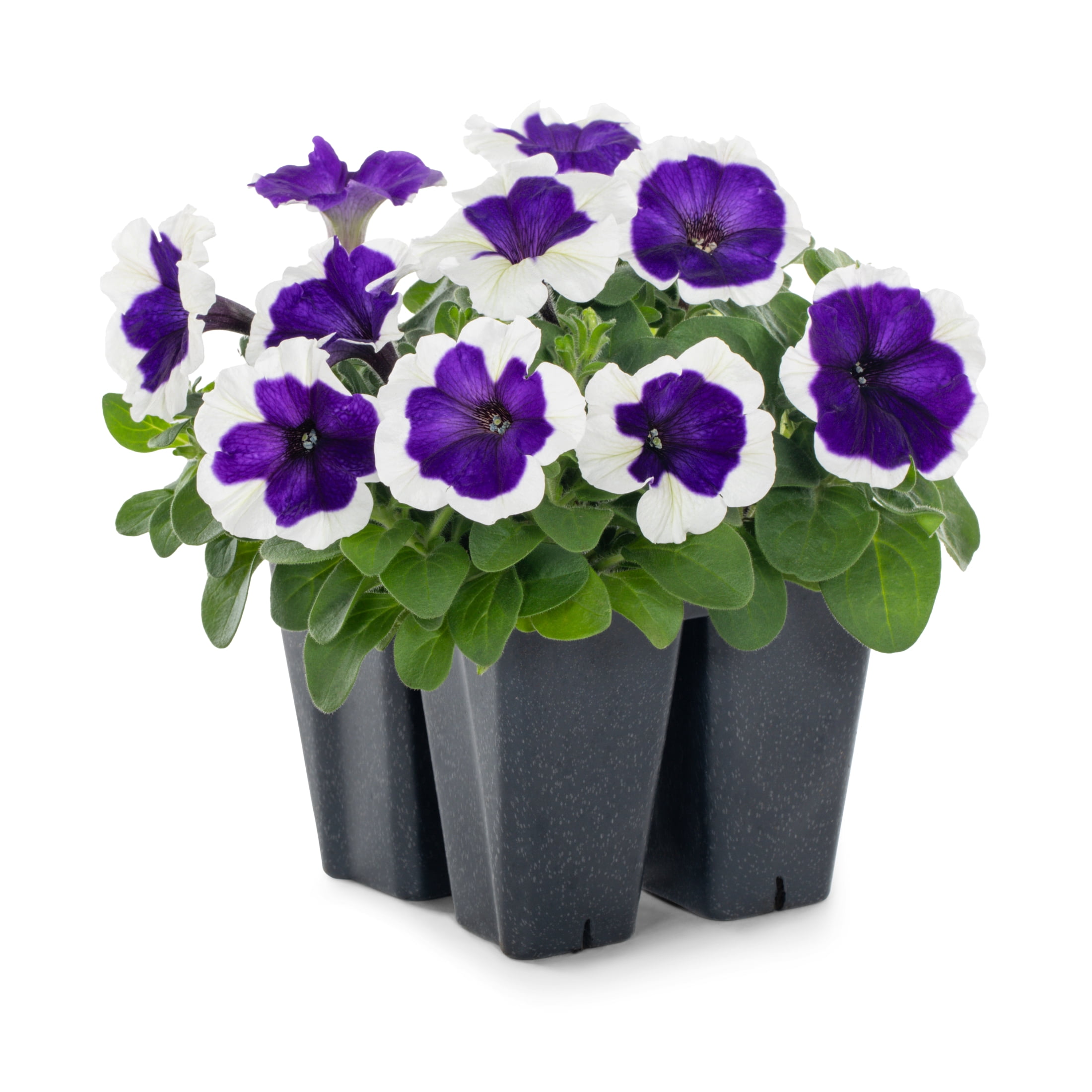 Expert Gardener 4-Pack Multicolor Petunia Live Annual Plant Sun ...
