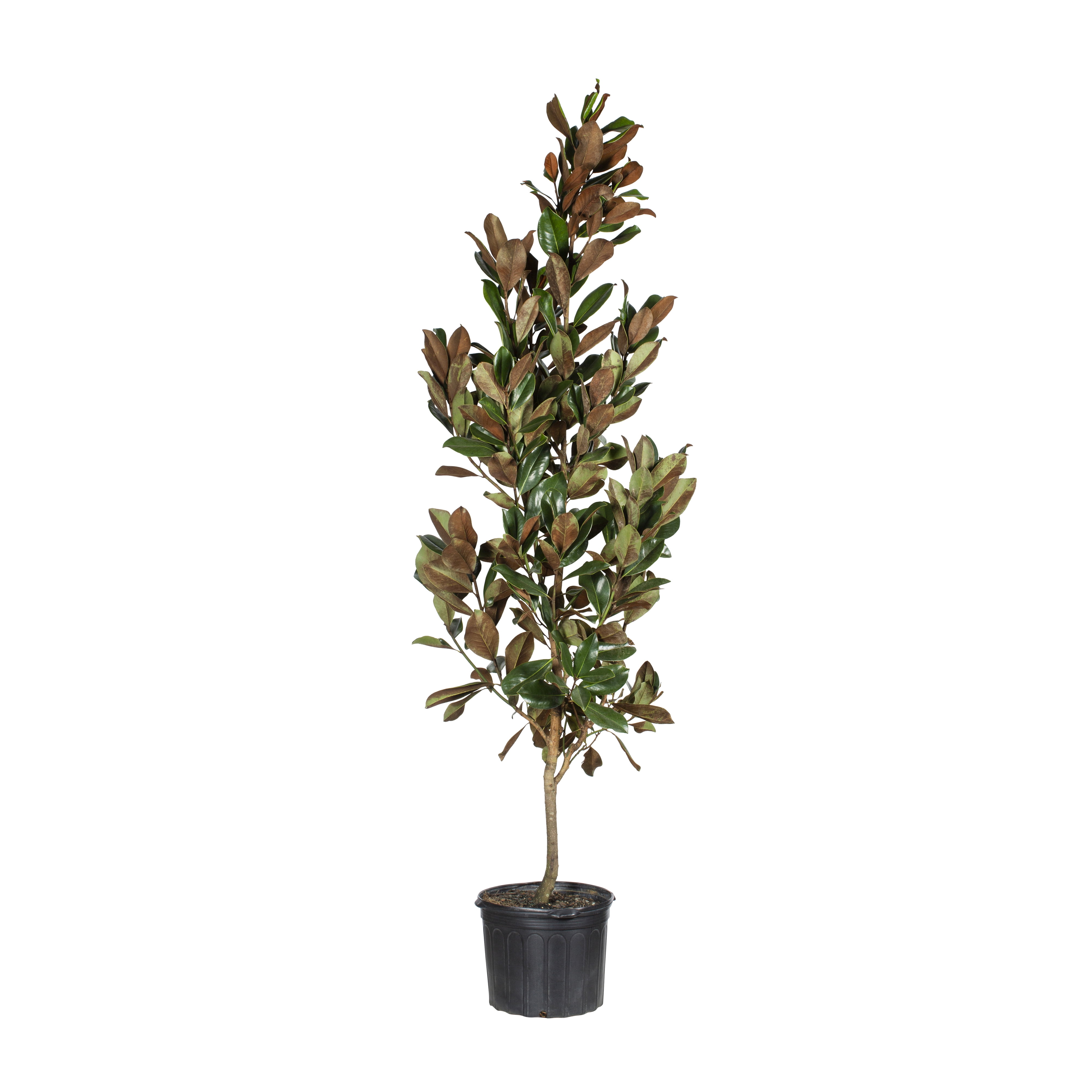 Expert Gardener 5.75gal Southern Magnolia Live Tree Plant Sun - Walmart.com