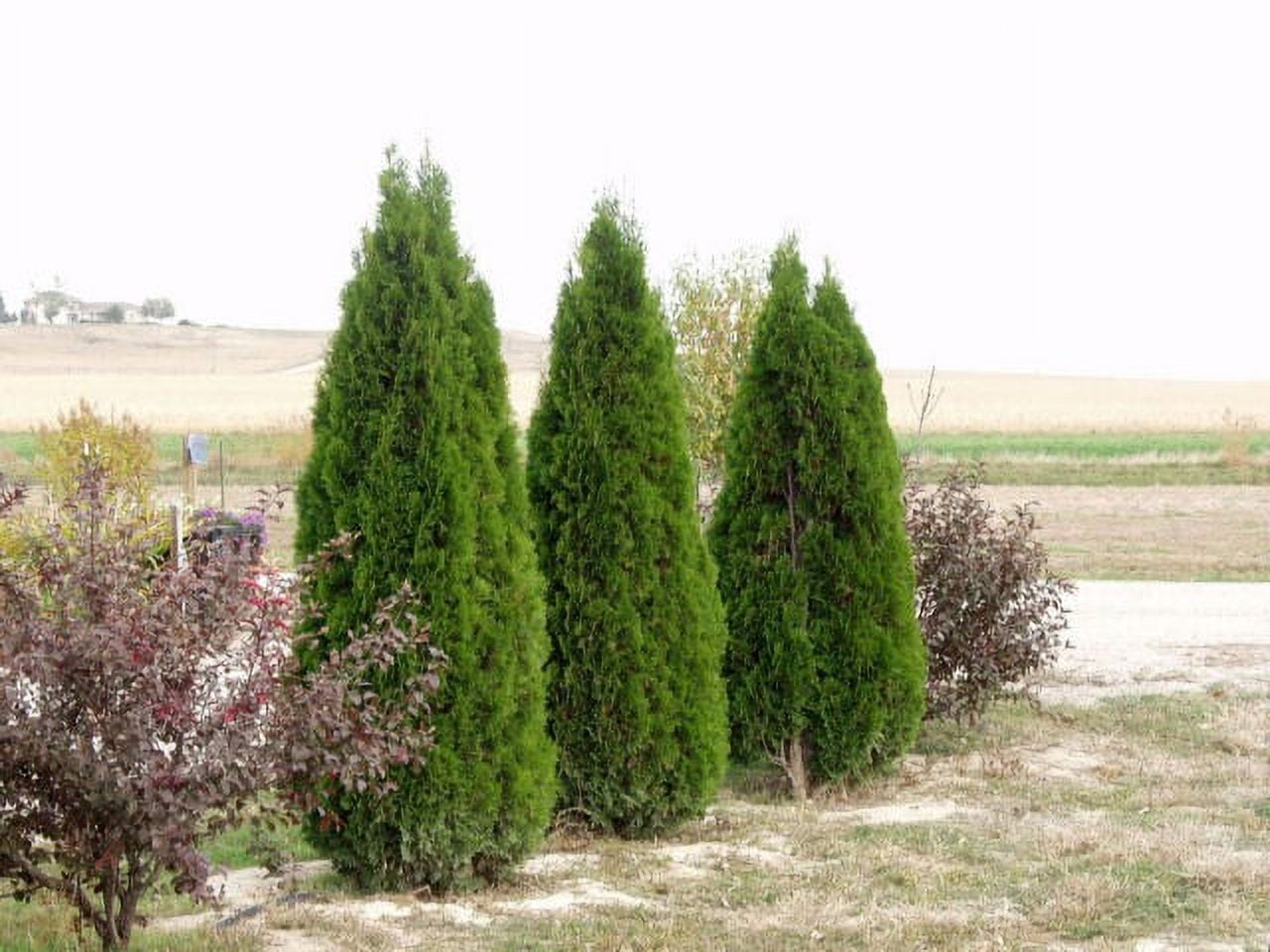 Expert Gardener 5.75g Arb Emerald Green Live Plant - Walmart.com