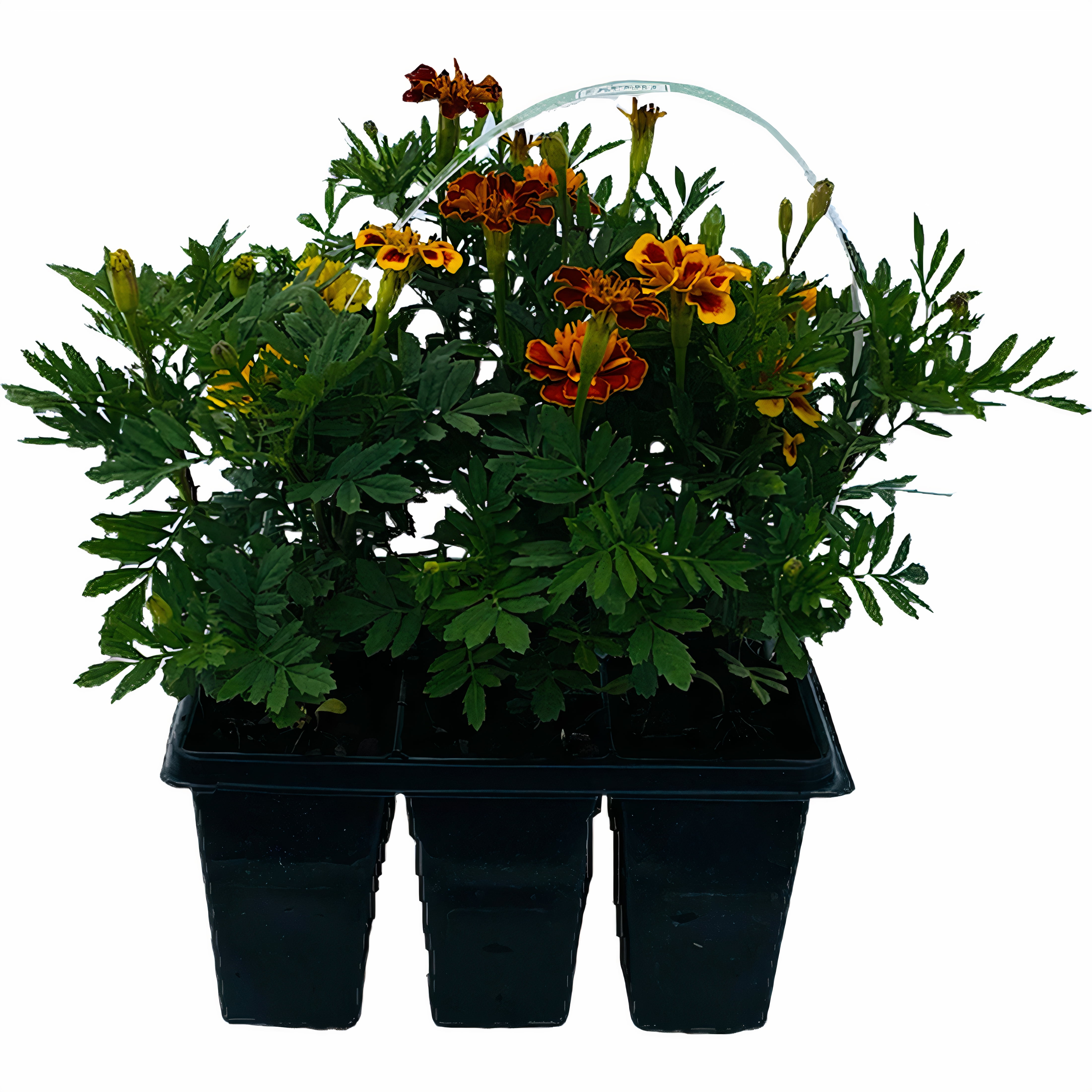 Expert Gardener (6 Pack) Marigolds Assorted Colors Live Plant Grower ...