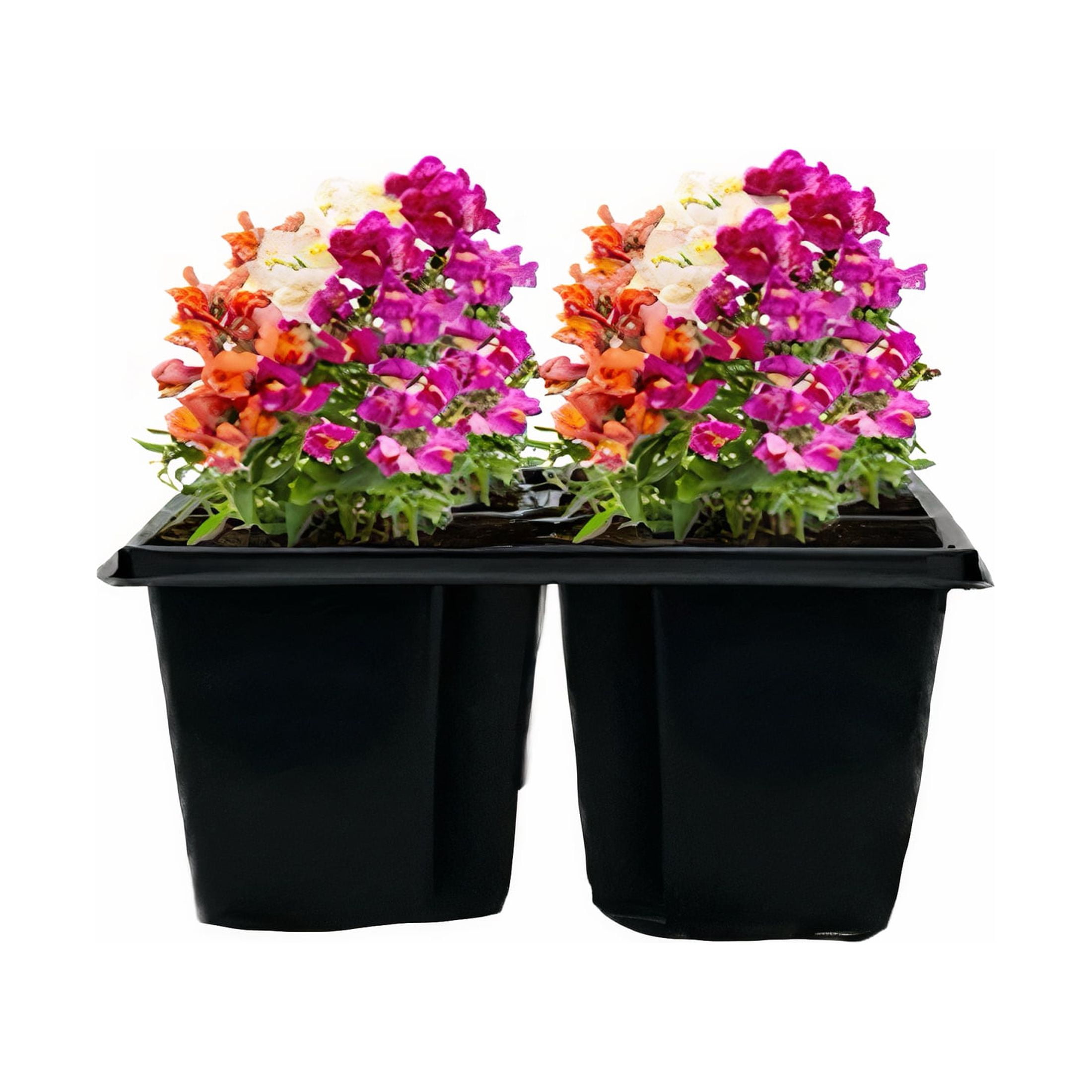 Expert Gardener (6 Pack) Snapdragon Assorted Colors Live Plant Grower ...