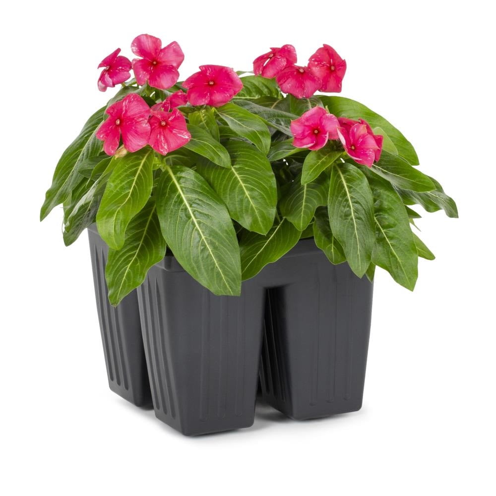Expert Gardener - 4 Pack Red Vinca Annual Outdoor Live Plants Full Sun ...