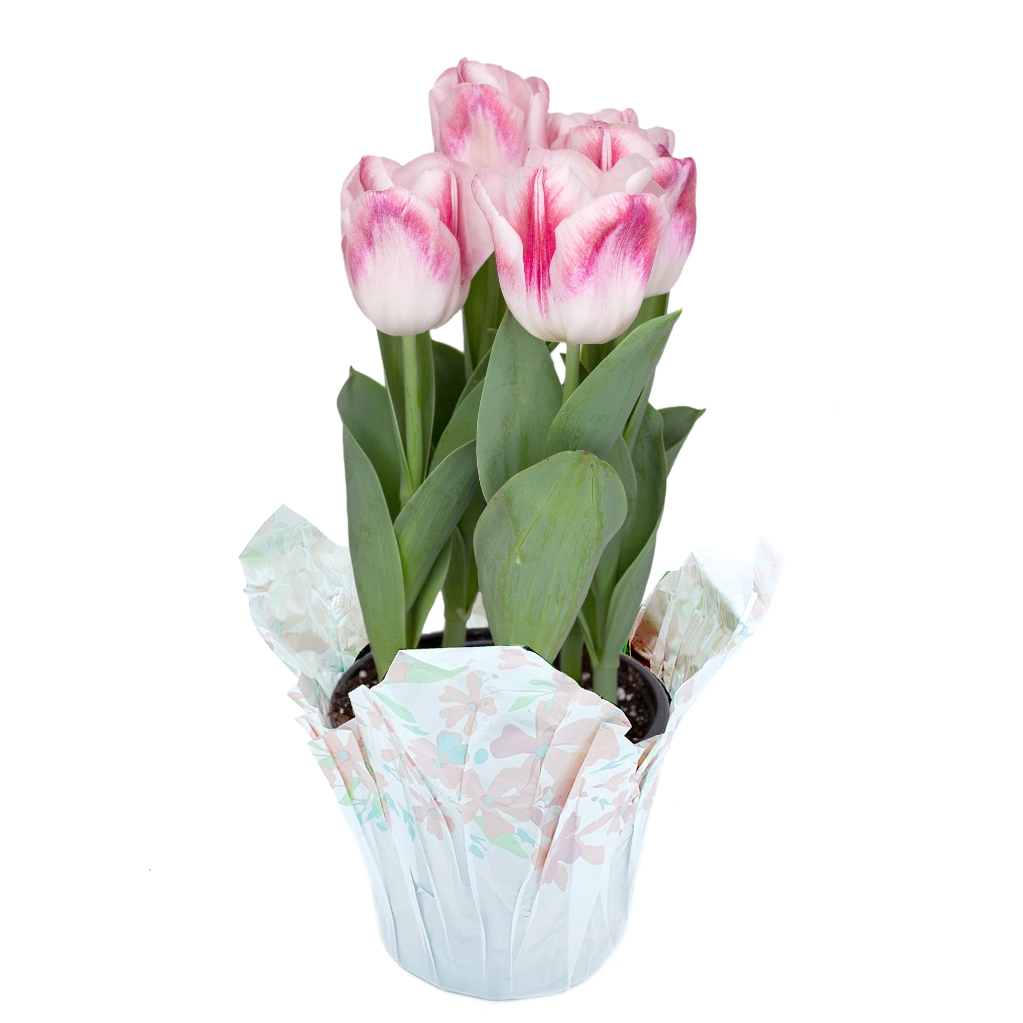 Expert Gardener 6 inch Live Potted Tulip Bulbs in Floral Cover, Pink ...