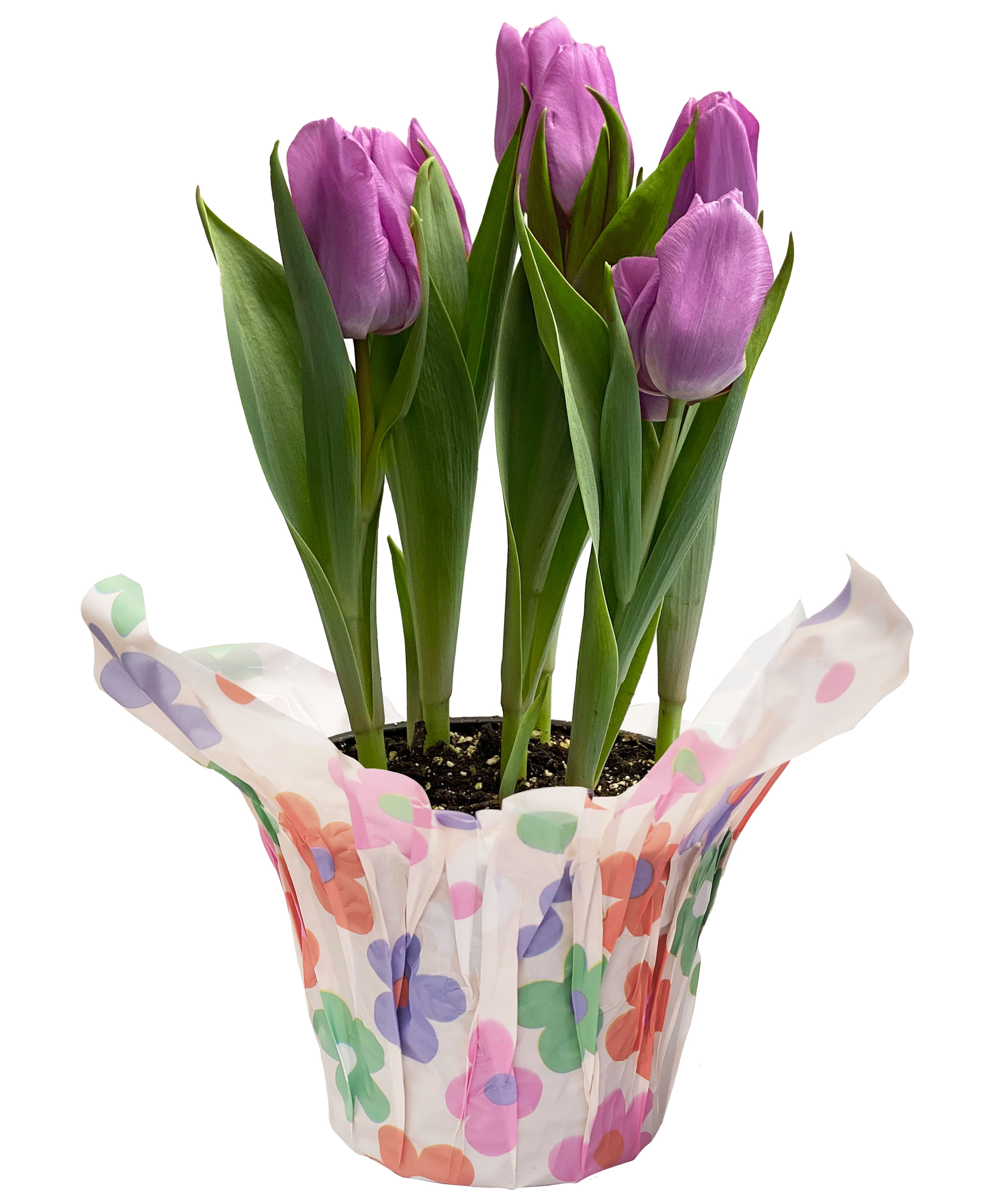 Expert Gardener 6 inch Tulip Purple, Live, Indoor Plant, with Pot Cover ...