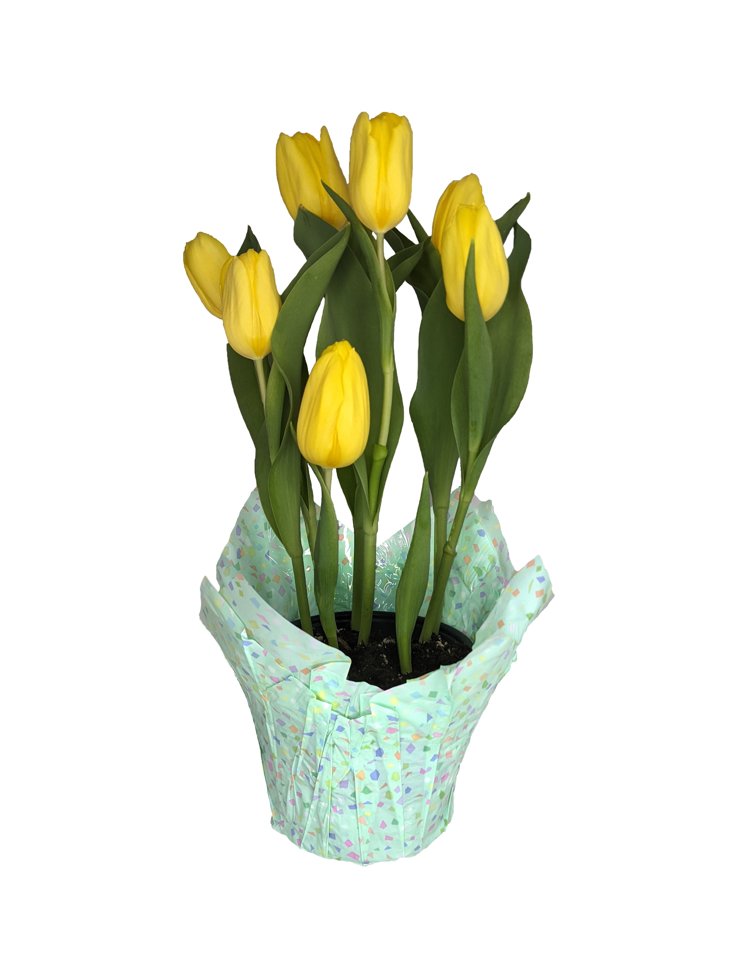 Expert Gardener 6 inch Tulip Yellow, Live, Indoor Plant with Pot Cover ...