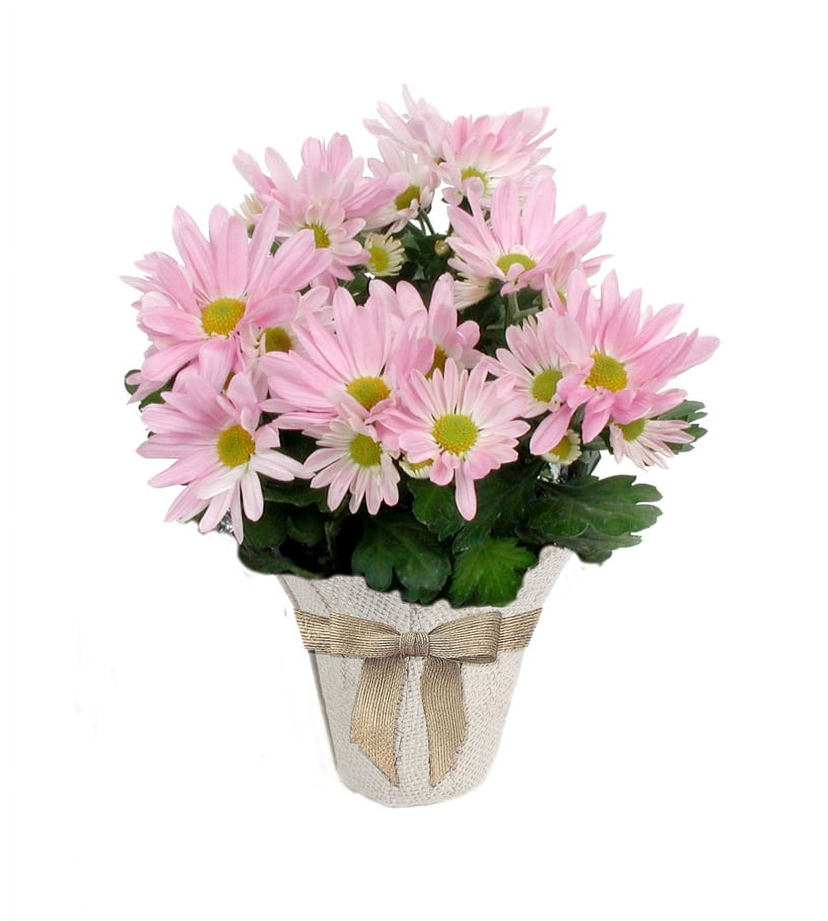 Expert Gardener 6IN Pink Fall Mum Live Plant in Burlap Pot Cover ...