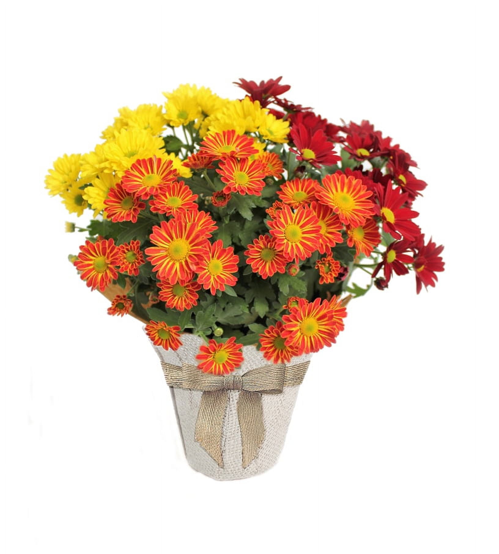 Expert Gardener 6IN Tricolor Fall Mum Live Plant in Burlap Pot Cover ...