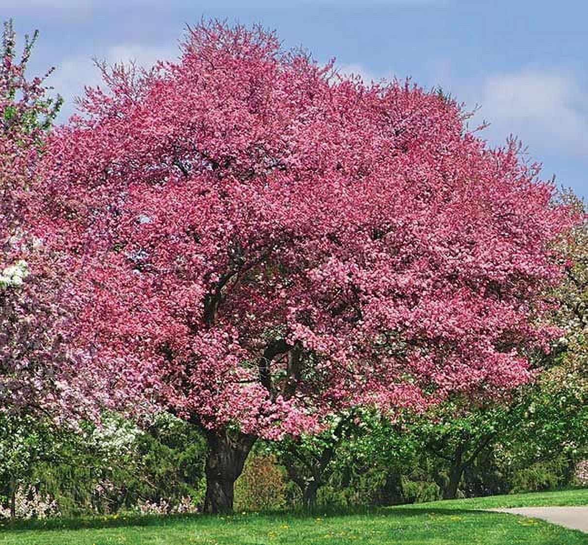 Expert Gardener #7 (7.15G) Crabapple Radiant Tree Full Sun - Walmart.com