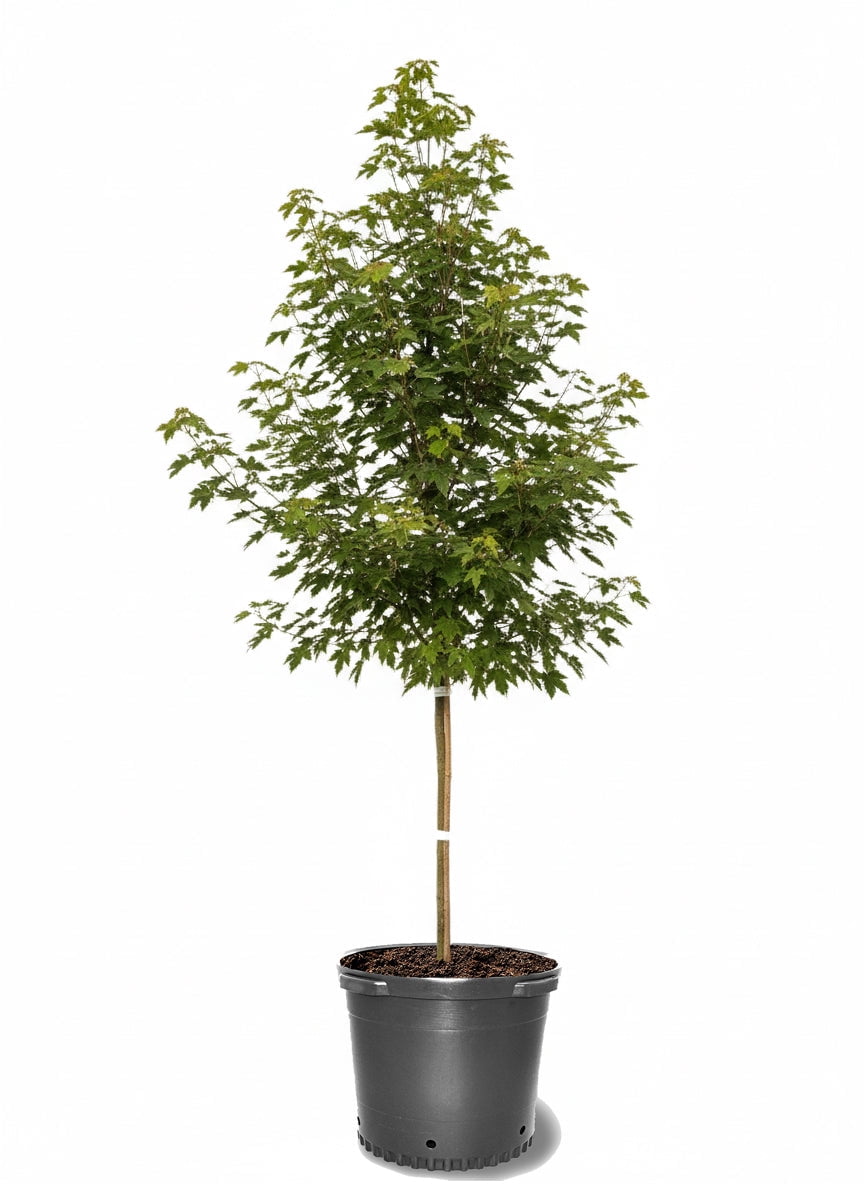 Expert Gardener 8 ft. tall Red Maple Live Tree in 15- Gallon Grower Pot ...