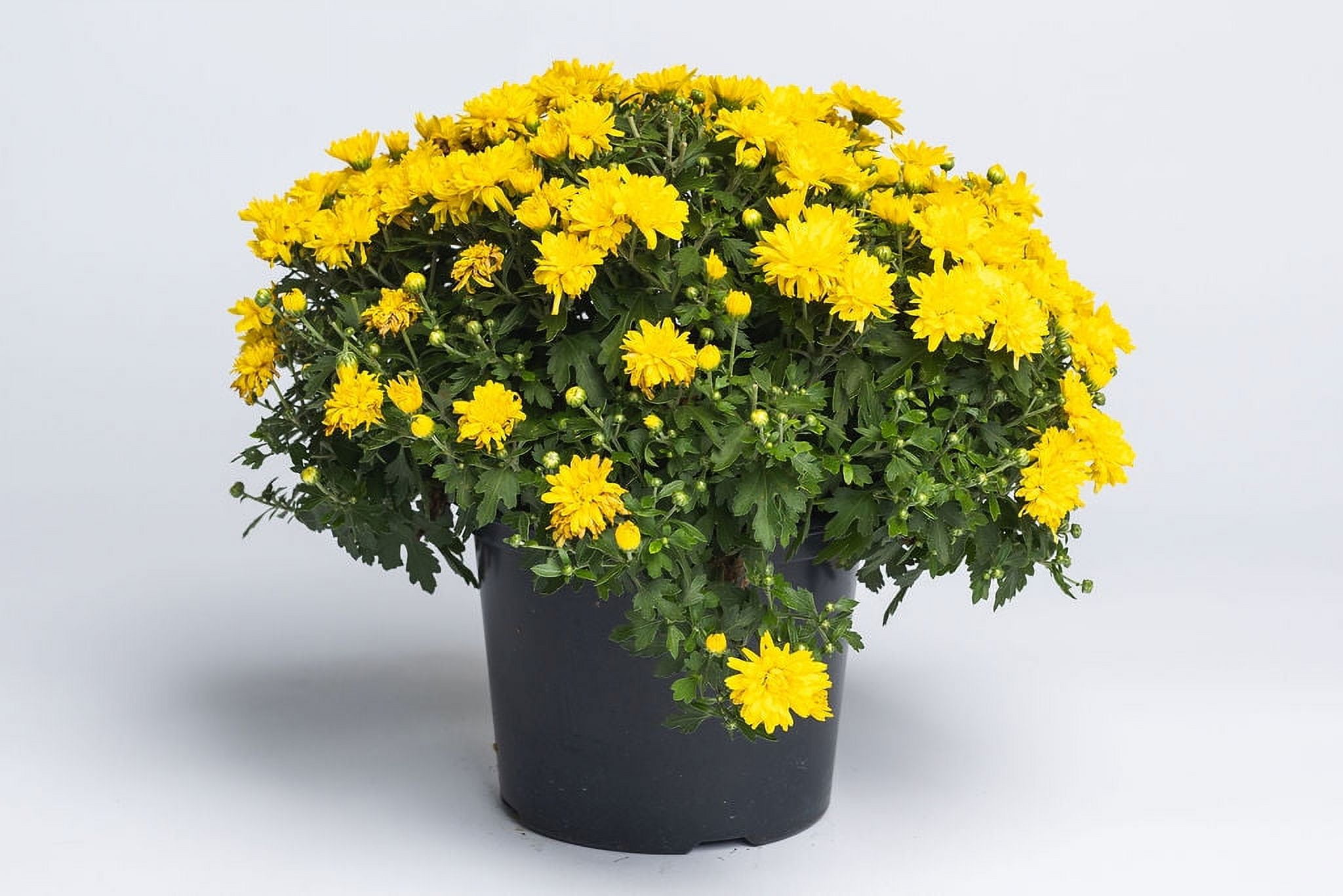 Expert Gardener 8IN Mum Yellow Live Plants Full Sun - Walmart Business ...