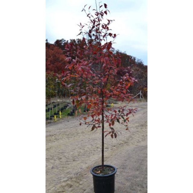 Expert Gardener 9.16 gal Crabapple Prairifire Live Trees - Walmart.com