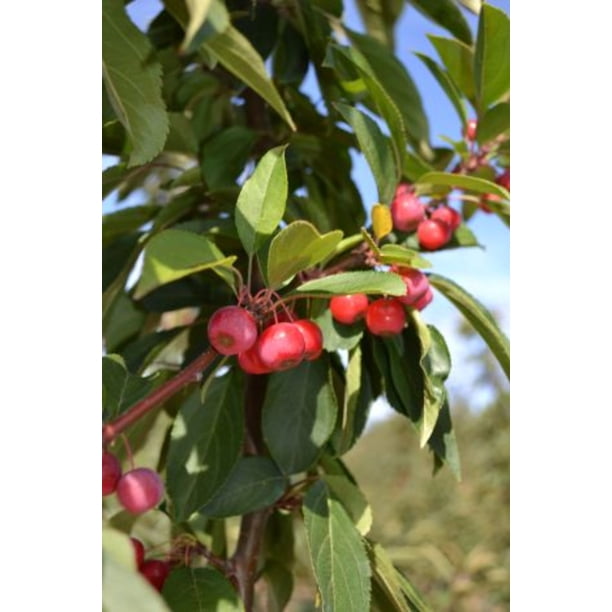 Expert Gardener 9.16 gal Crabapple Sugar Tyme Live Trees - Walmart ...