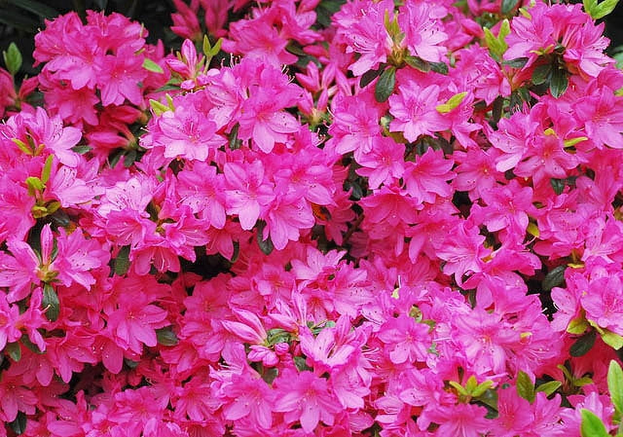 Expert Gardener Azalea Ev Girard's Rose Live Plants Full Sun Pink ...