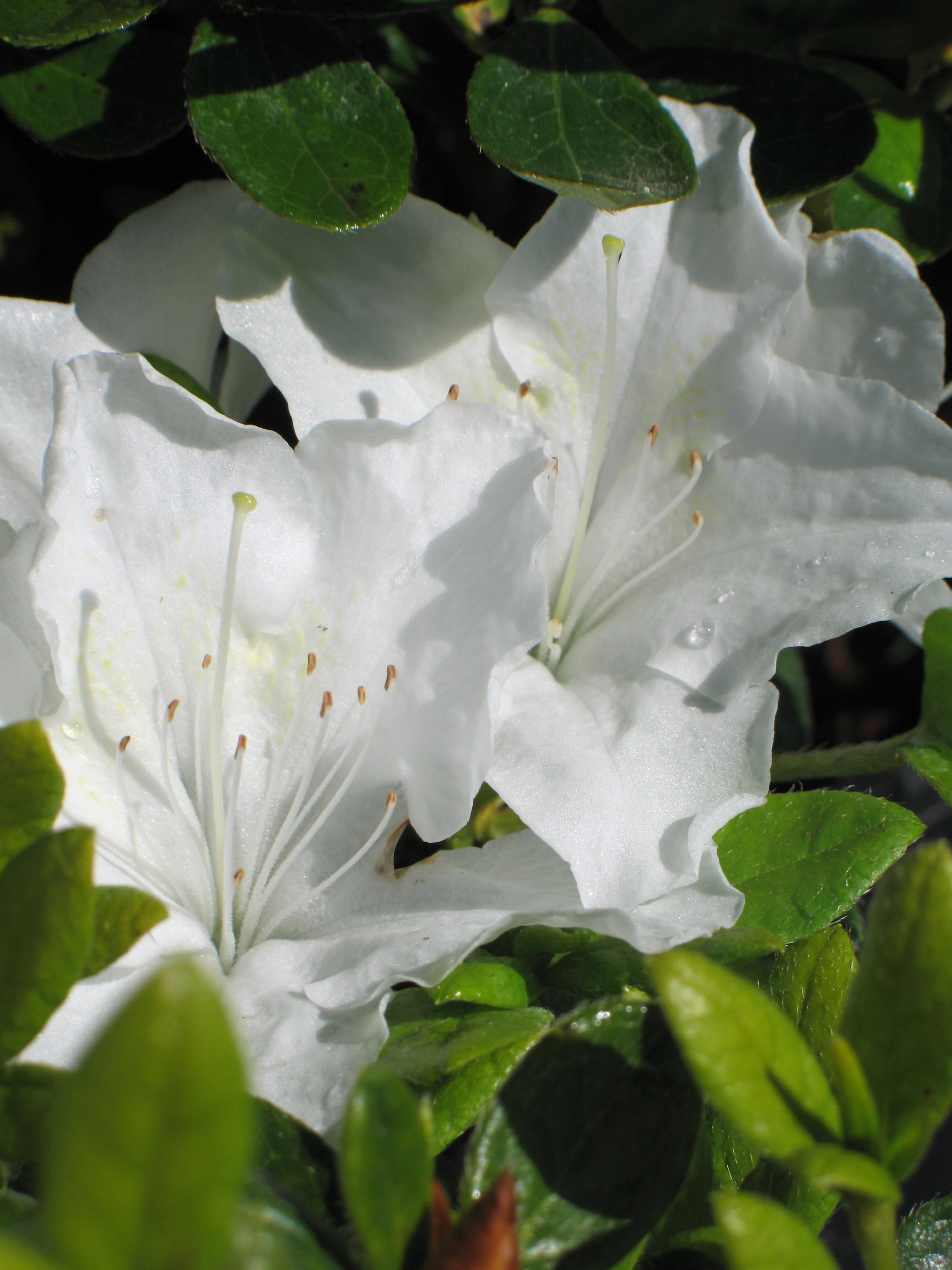 Expert Gardener Azalea Pleasant White Live Shrubs Partial Sun - Walmart.com