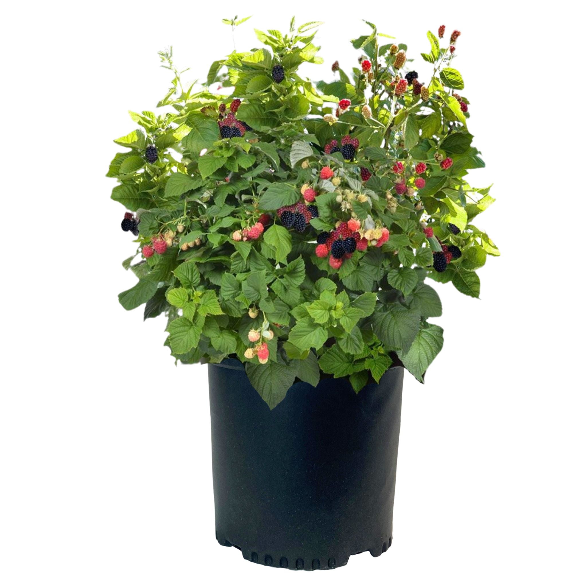 Expert Gardener Blackberries Live Plants in Grower Pot - Walmart.com