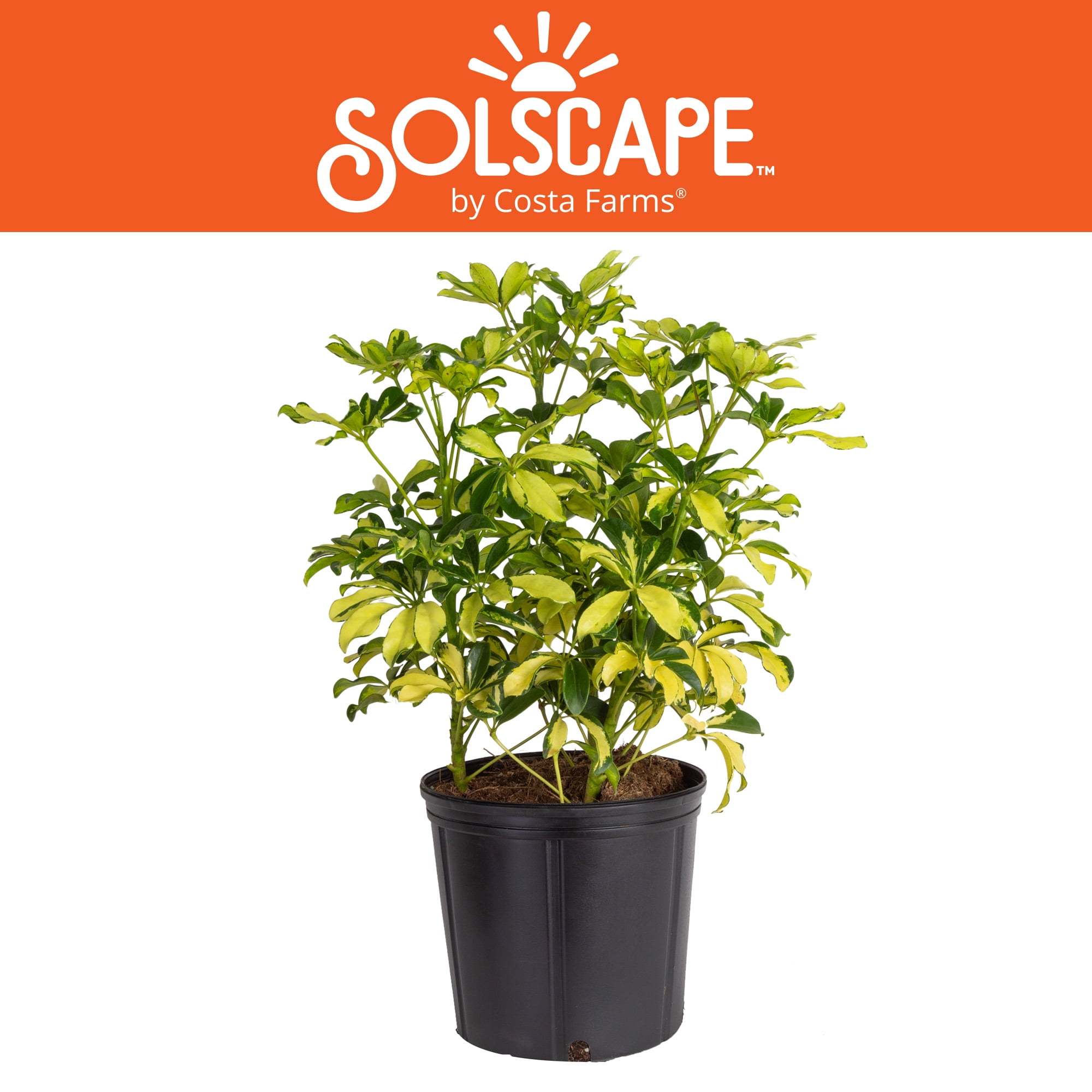 Expert Gardener Costa Farms Live Outdoor Green Arboricola Plant in 2g ...