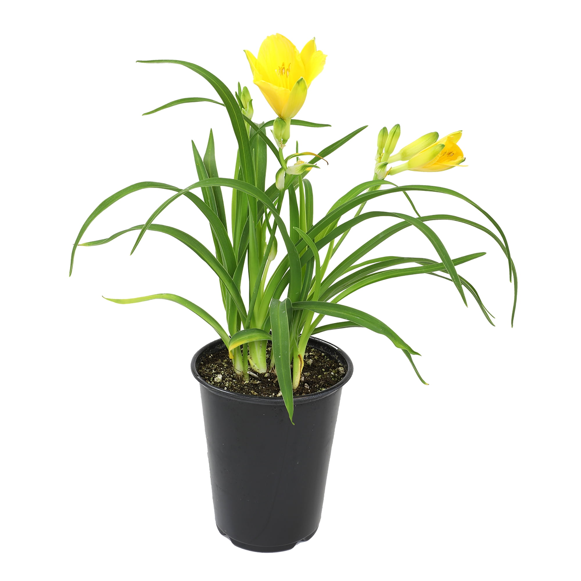Expert Gardener Daylily Flowering Outdoor Live Plant 16"-20" Tall, 1 Qt ...