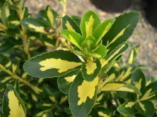 Expert Gardener Euonymus 5pot - Walmart.com