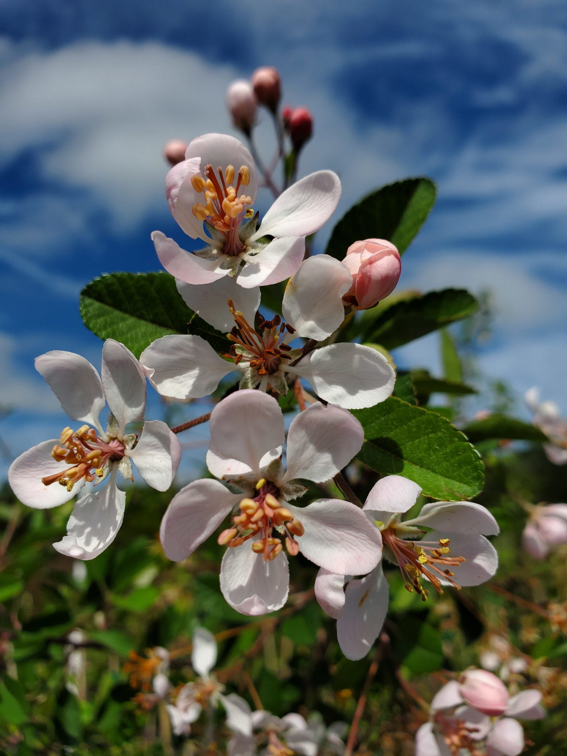 Expert Gardener Expert Gardner 3g Crabapple Tree - Walmart Business ...