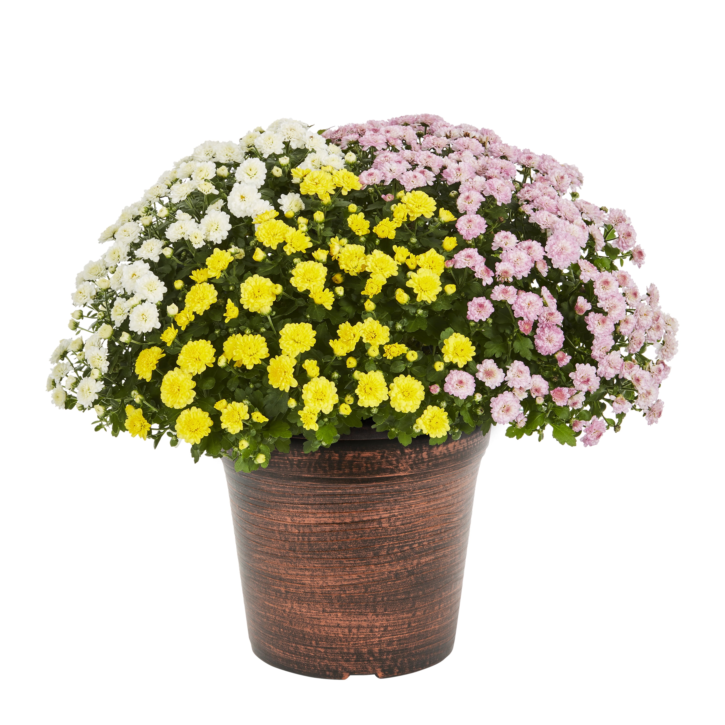 Expert Gardener Garden Mum 9.57in Multicolor Live Plants Sun, Pot ...