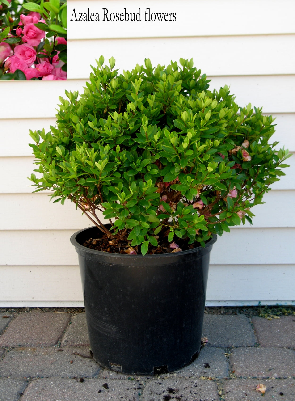 Expert Gardener Green Azalea Live Plant, 12-18 Inches Tall - Walmart.com